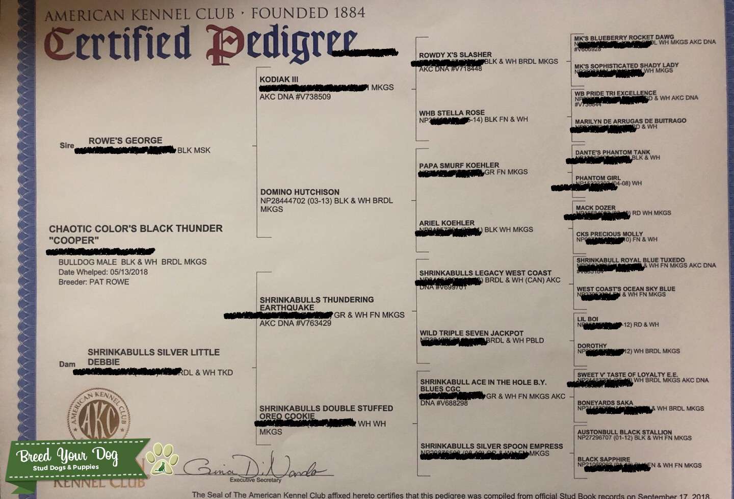 English Bulldog Stud - Stud Dog GA - Breed Your Dog