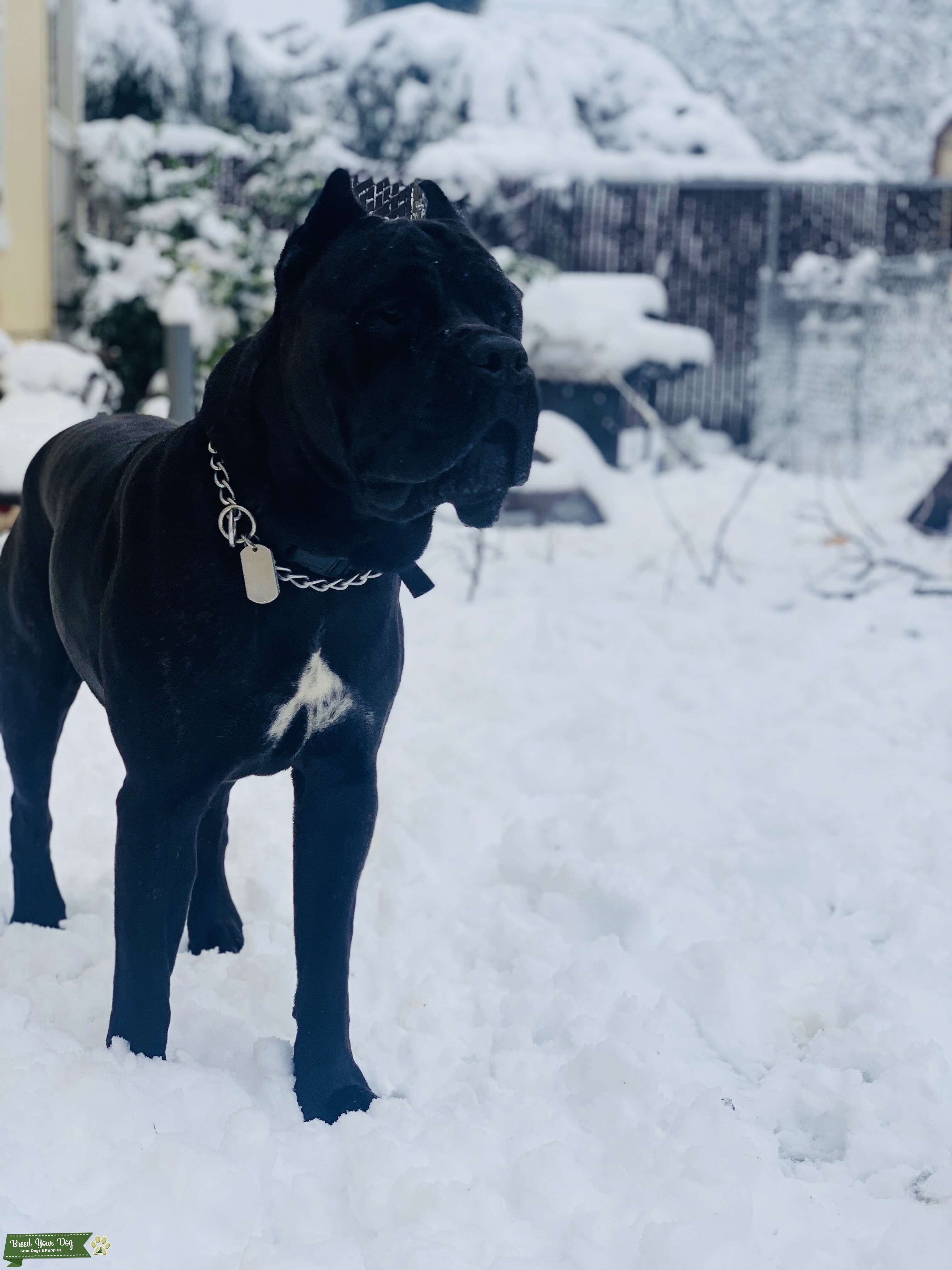 Brindle Male Cane Corso - Stud Dog in California, the United States ...