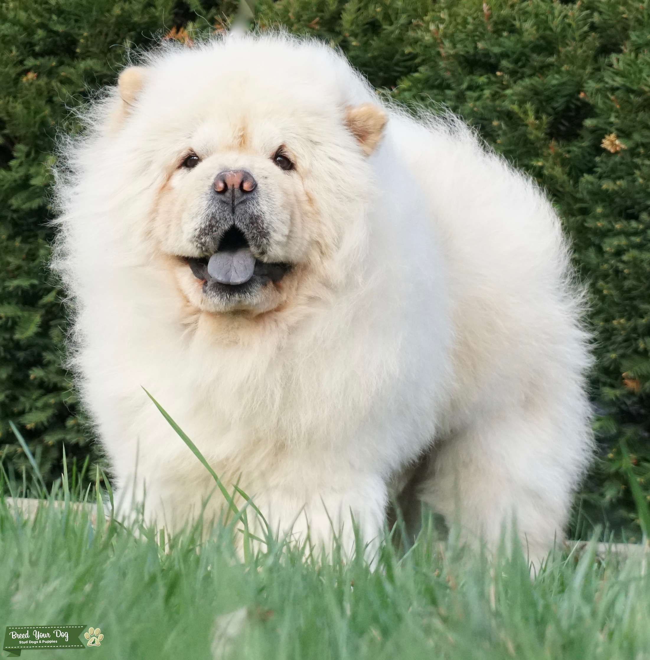 Shine AKC Chow chow Very nice! - Stud Dog in Indiana, United States ...