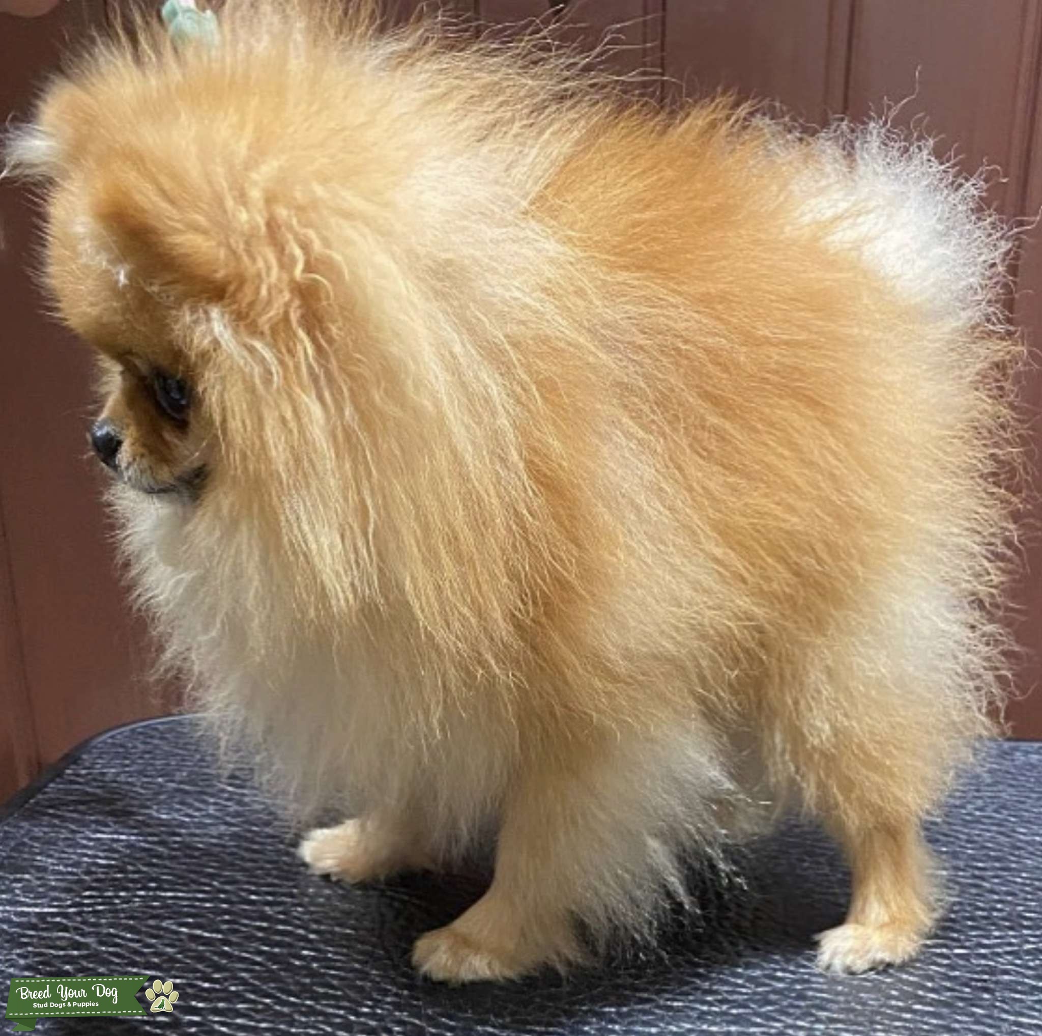 Tiny Stud Pomeranian - Stud Dog in North west, United States | Breed ...