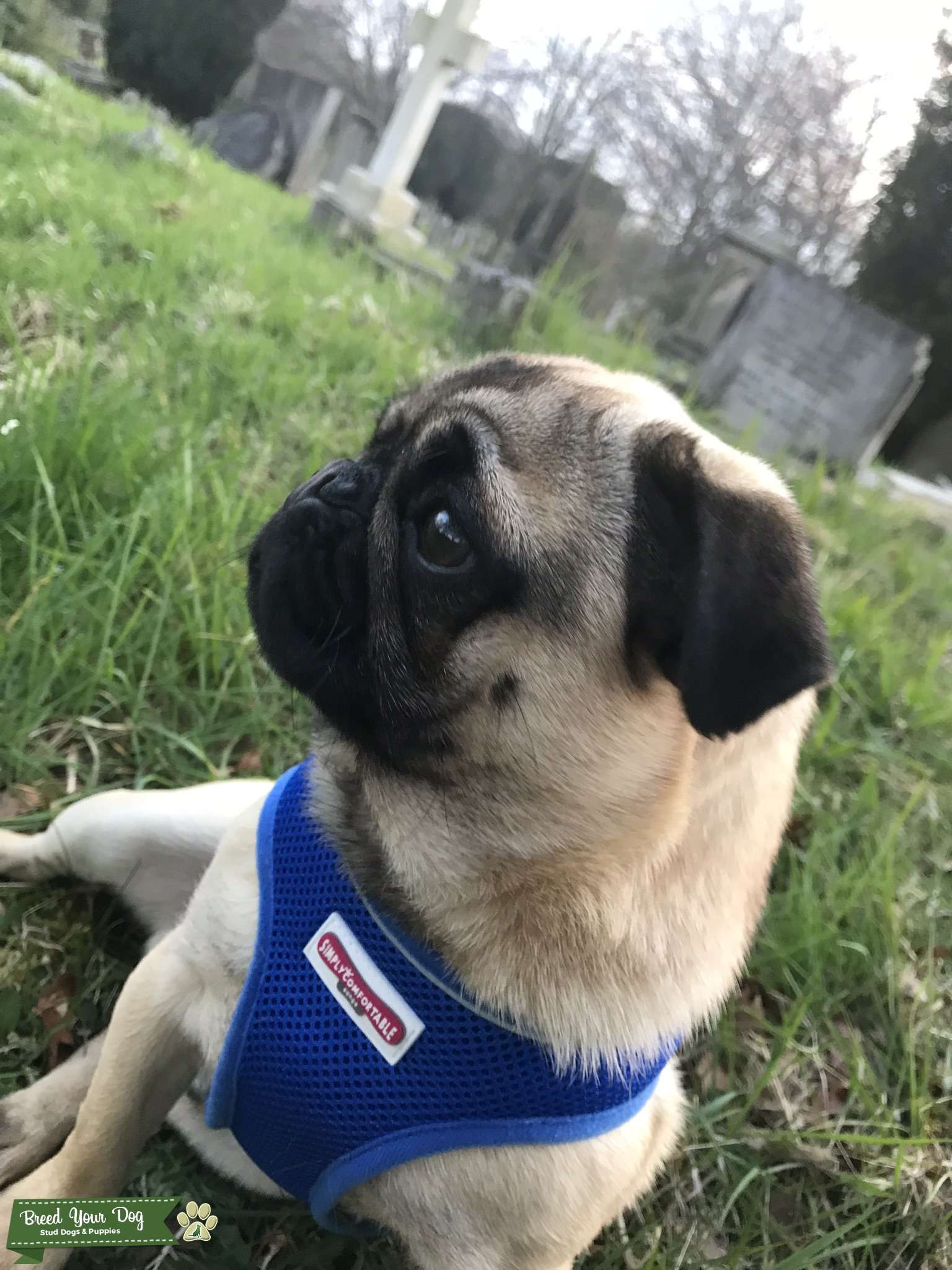 Tri Colour Carrier Pug Available now - Stud Dog in Shropshire, United ...