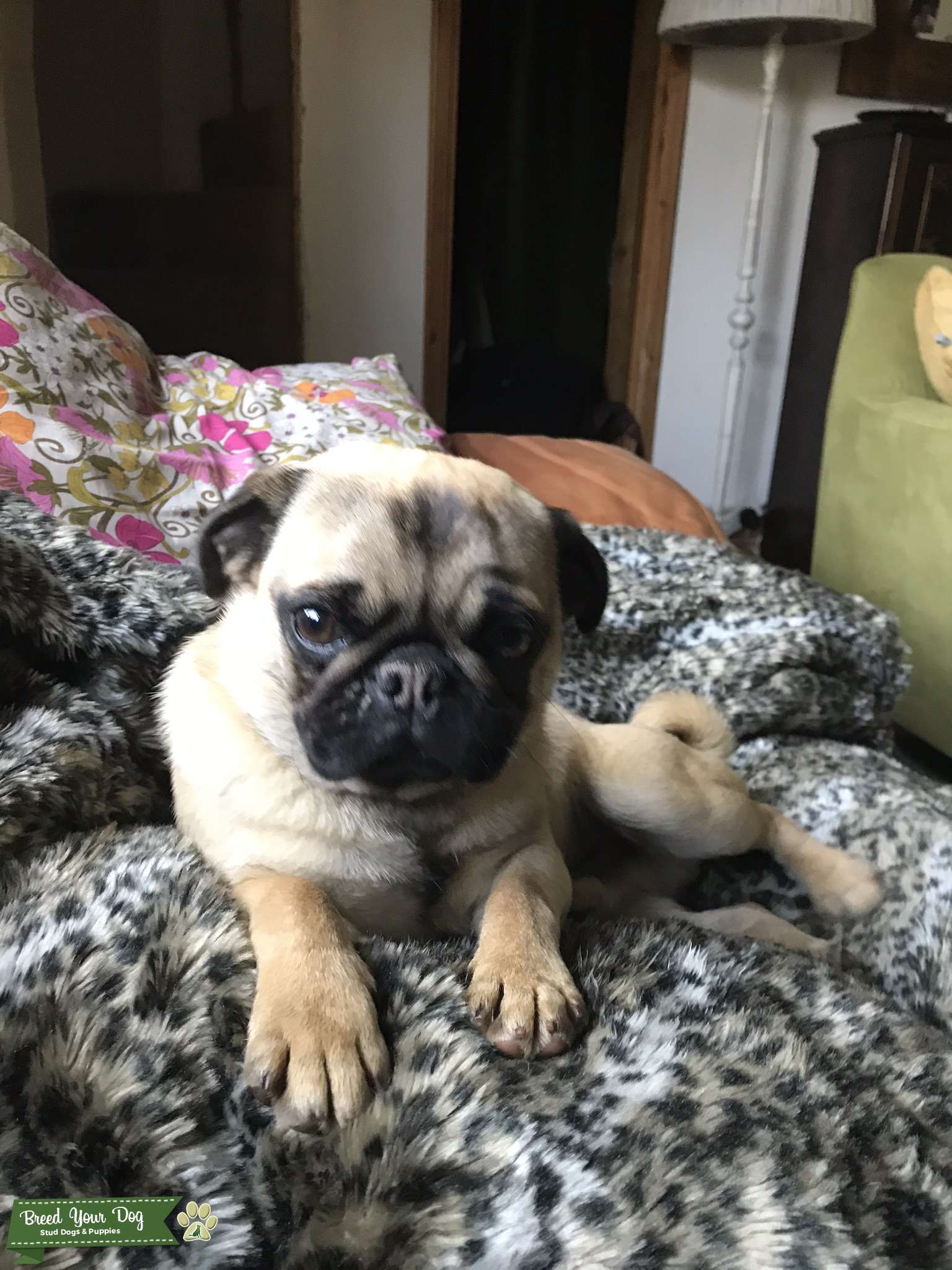 Tri Colour Carrier Pug Available now - Stud Dog in Shropshire, United ...