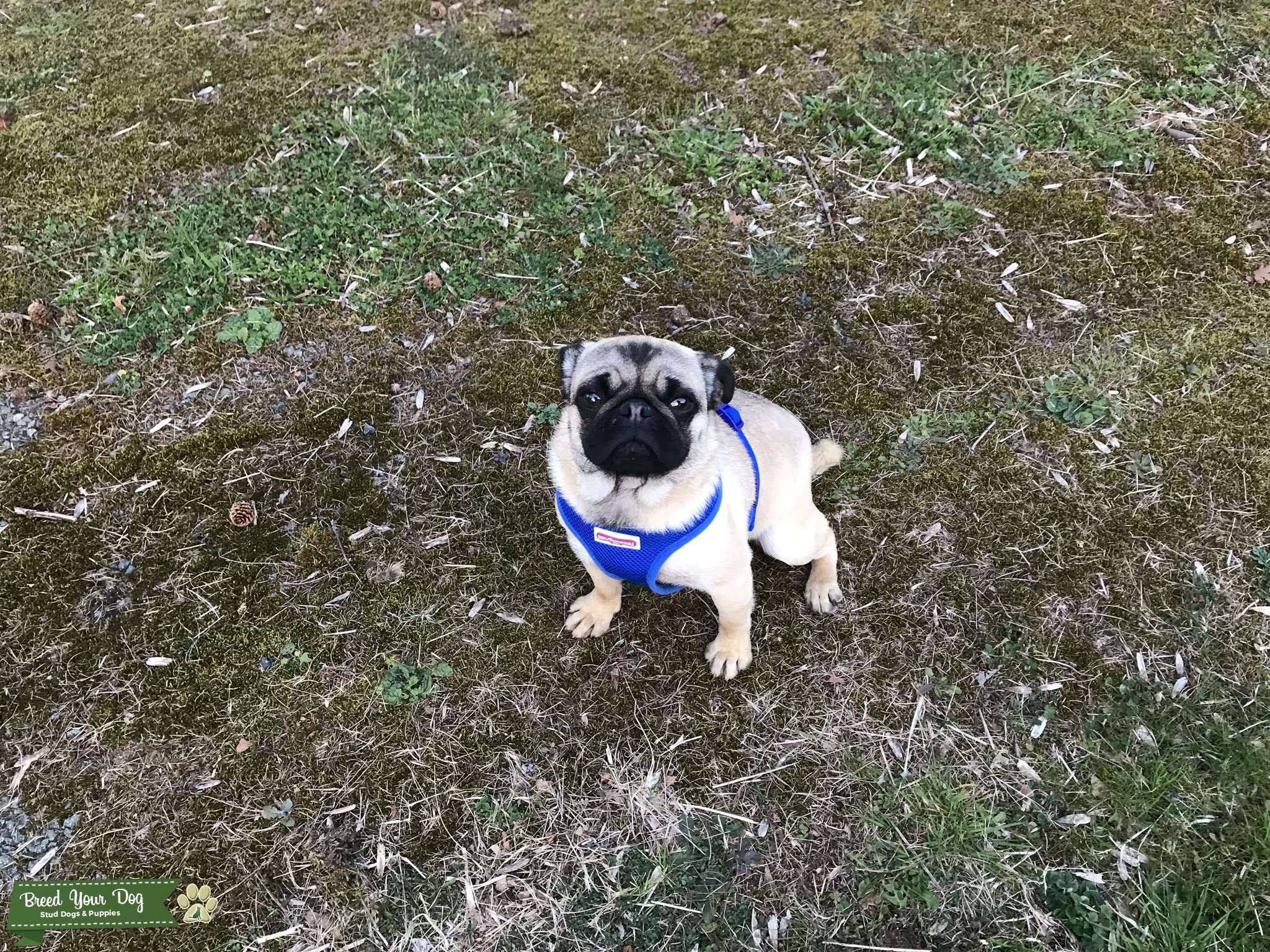 Tri Colour Carrier Pug Available now - Stud Dog in Shropshire, United ...