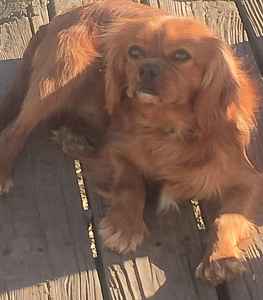 Ruby Cavalier - Stud Dog in KS, United States | Breed Your Dog