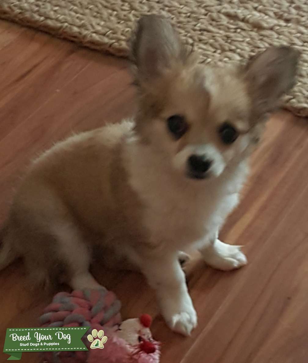 Sable and white Chi hua hua - Stud Dog in Belfast, the United States ...