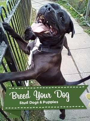 Boss. Stud Staffordshire Terrier Dog in Glasgow - Stud Dog in ...
