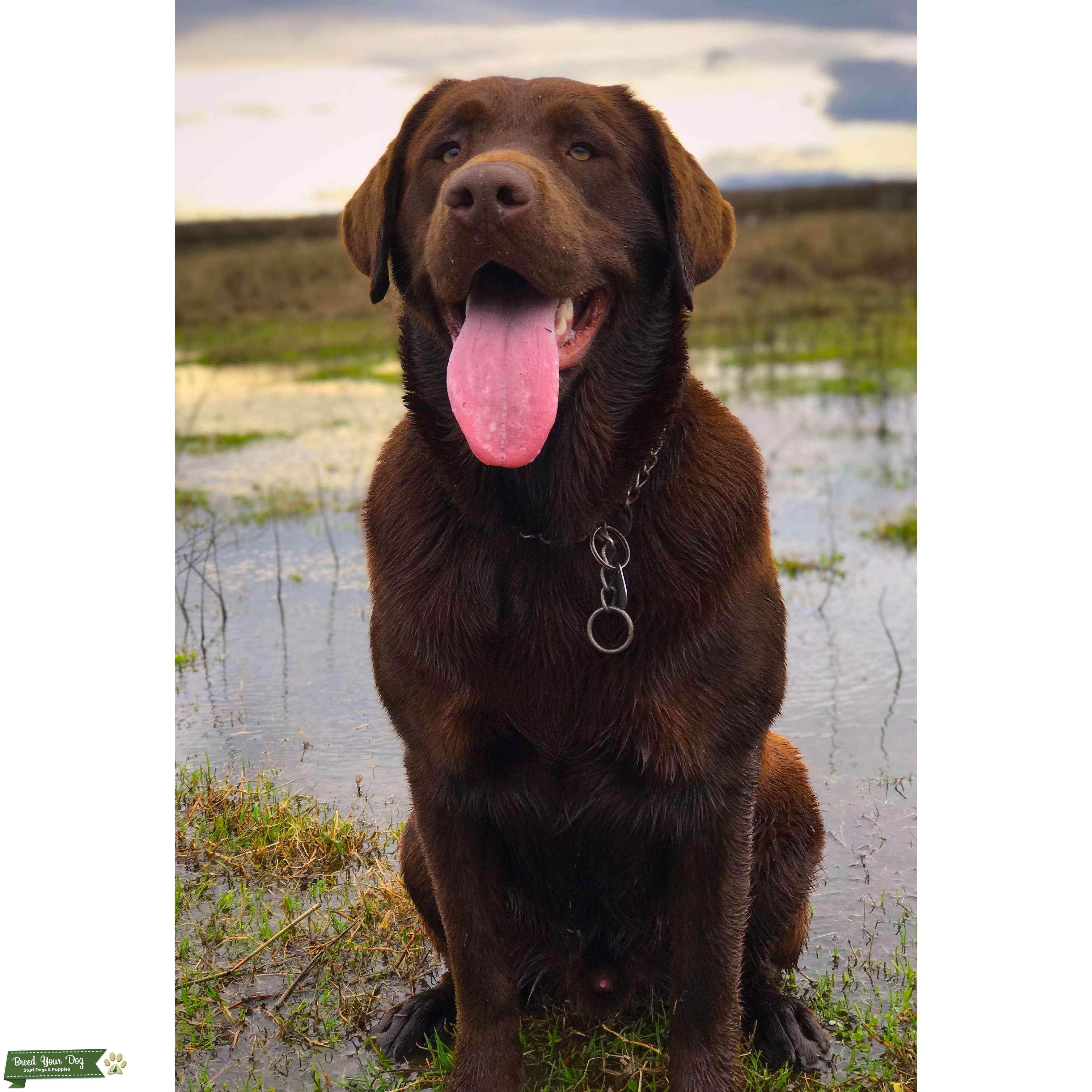 Chocolate Labrador - Stud Dog in California , the United States | Breed ...