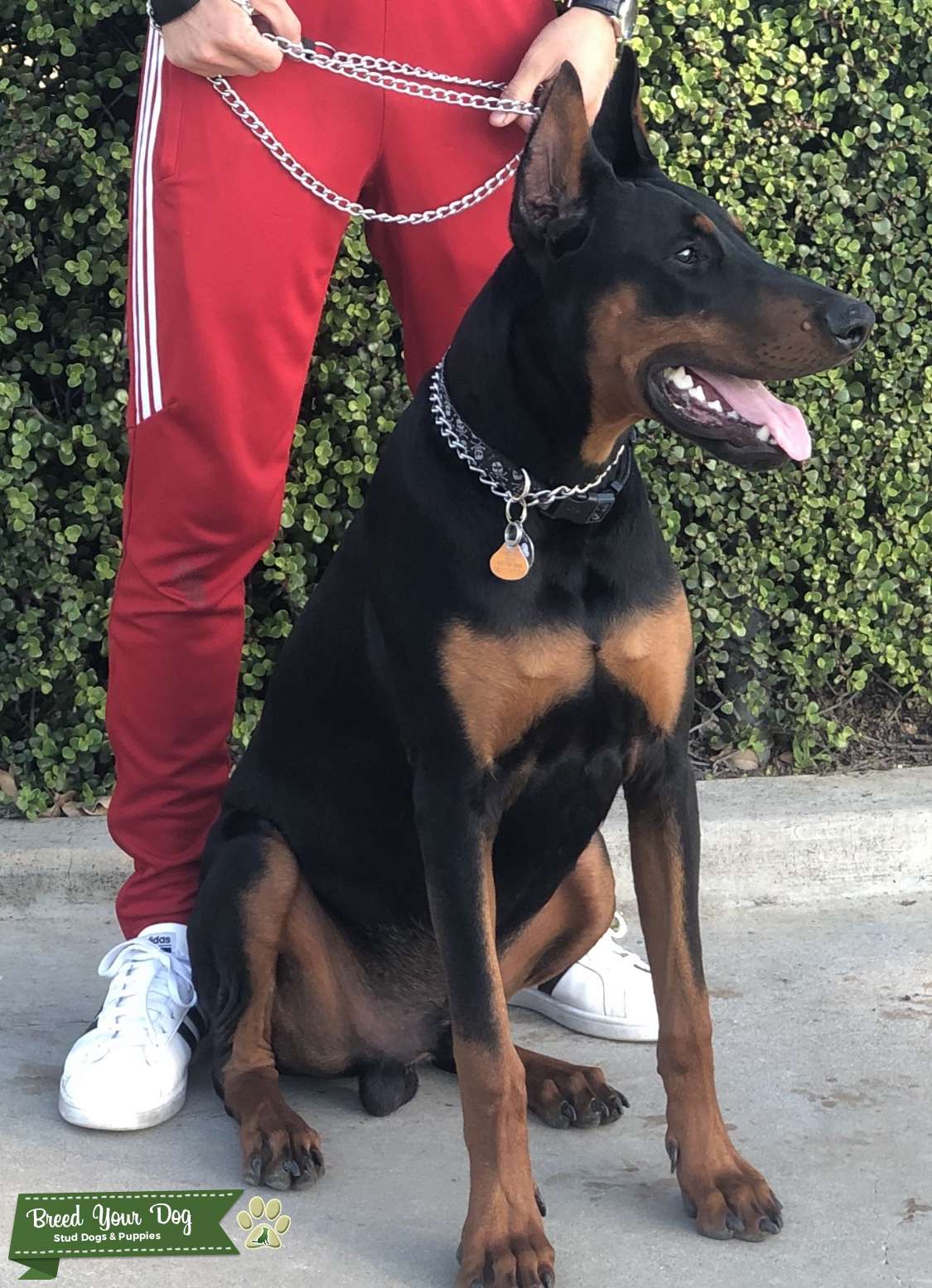 European Doberman Pinscher - Stud Dog in California, the United States ...