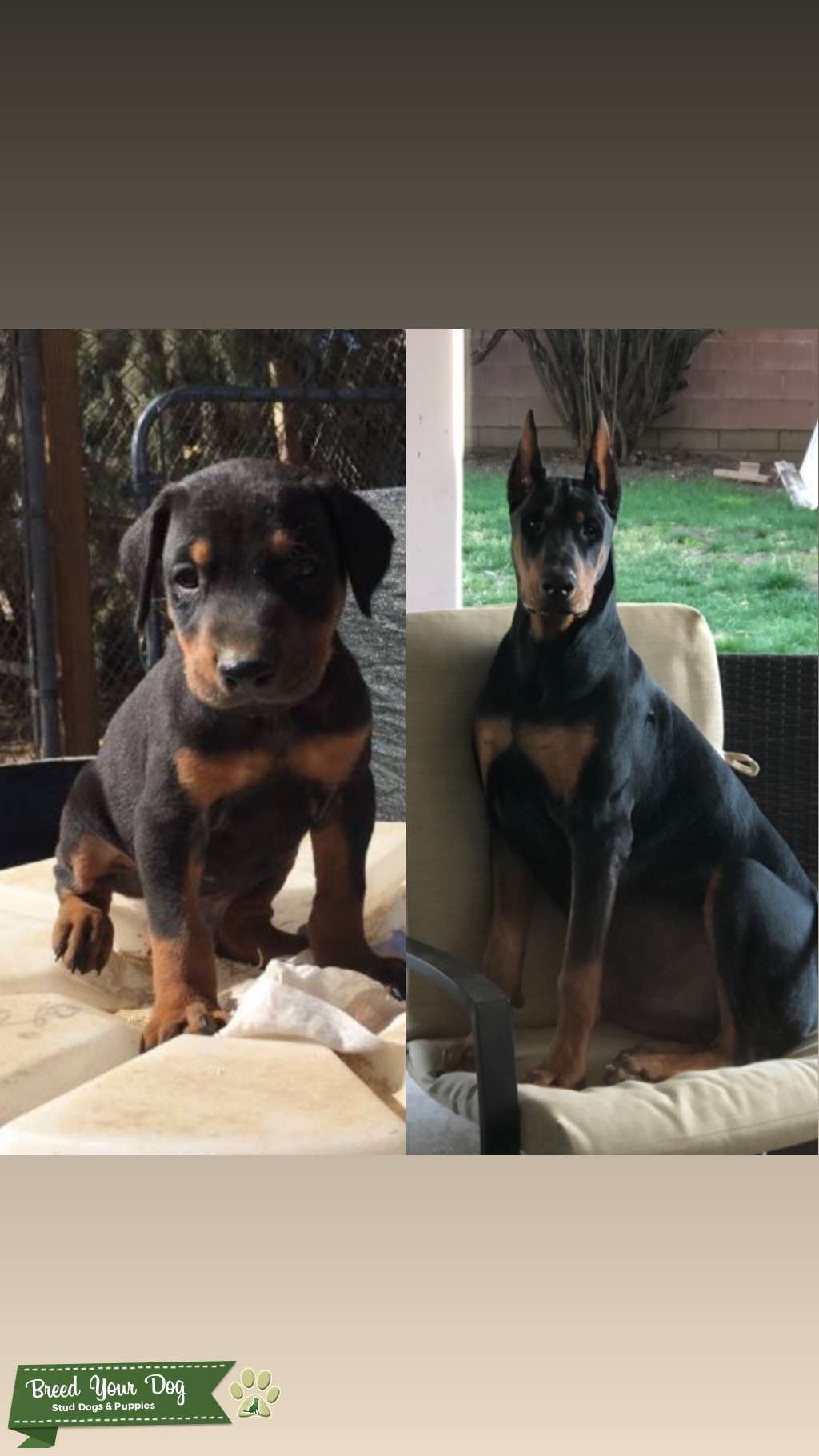 European Doberman Pinscher - Stud Dog in California, the United States ...