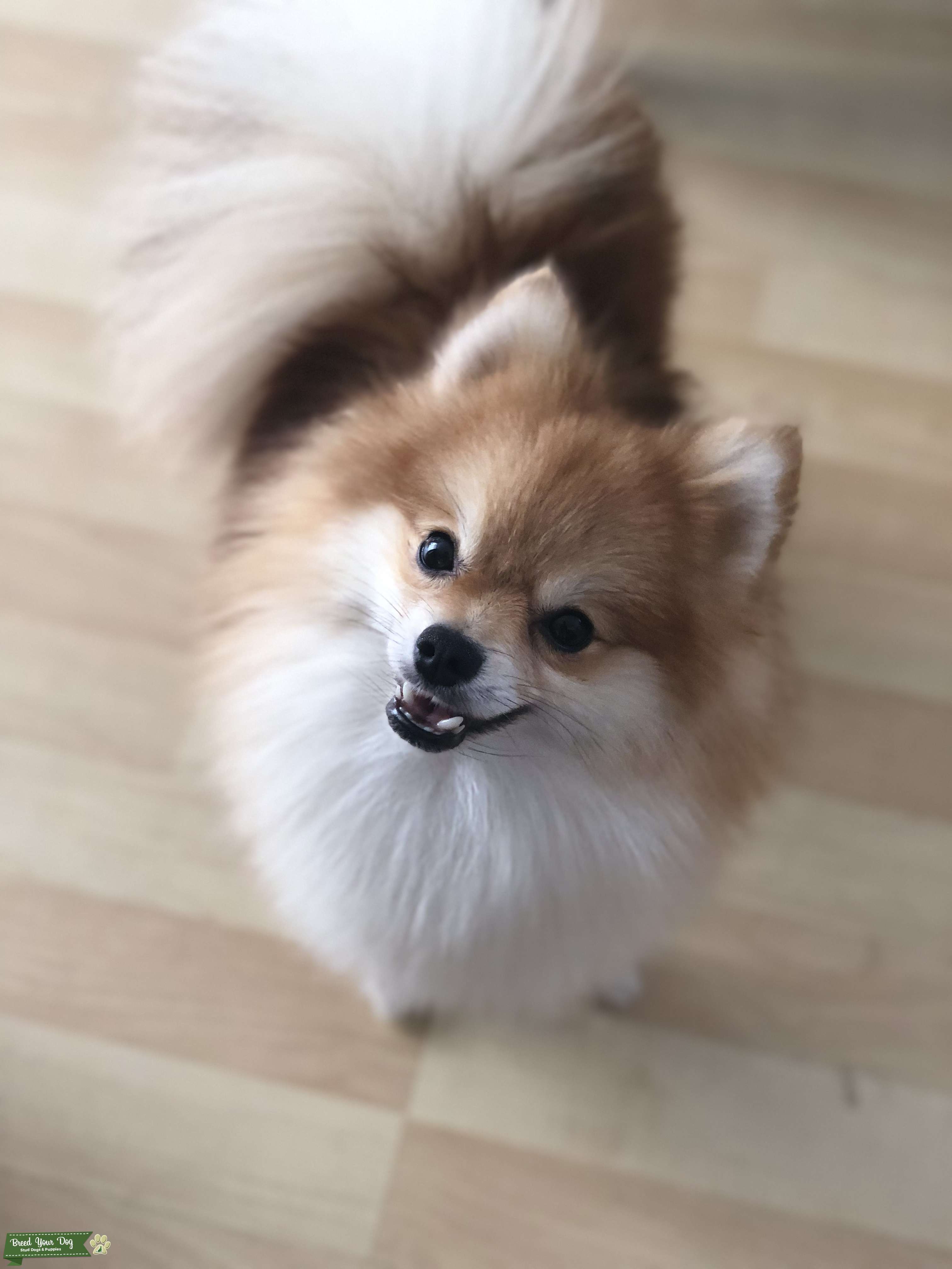 Male Pomeranian - Stud Dog in Miami , the United States | Breed Your Dog