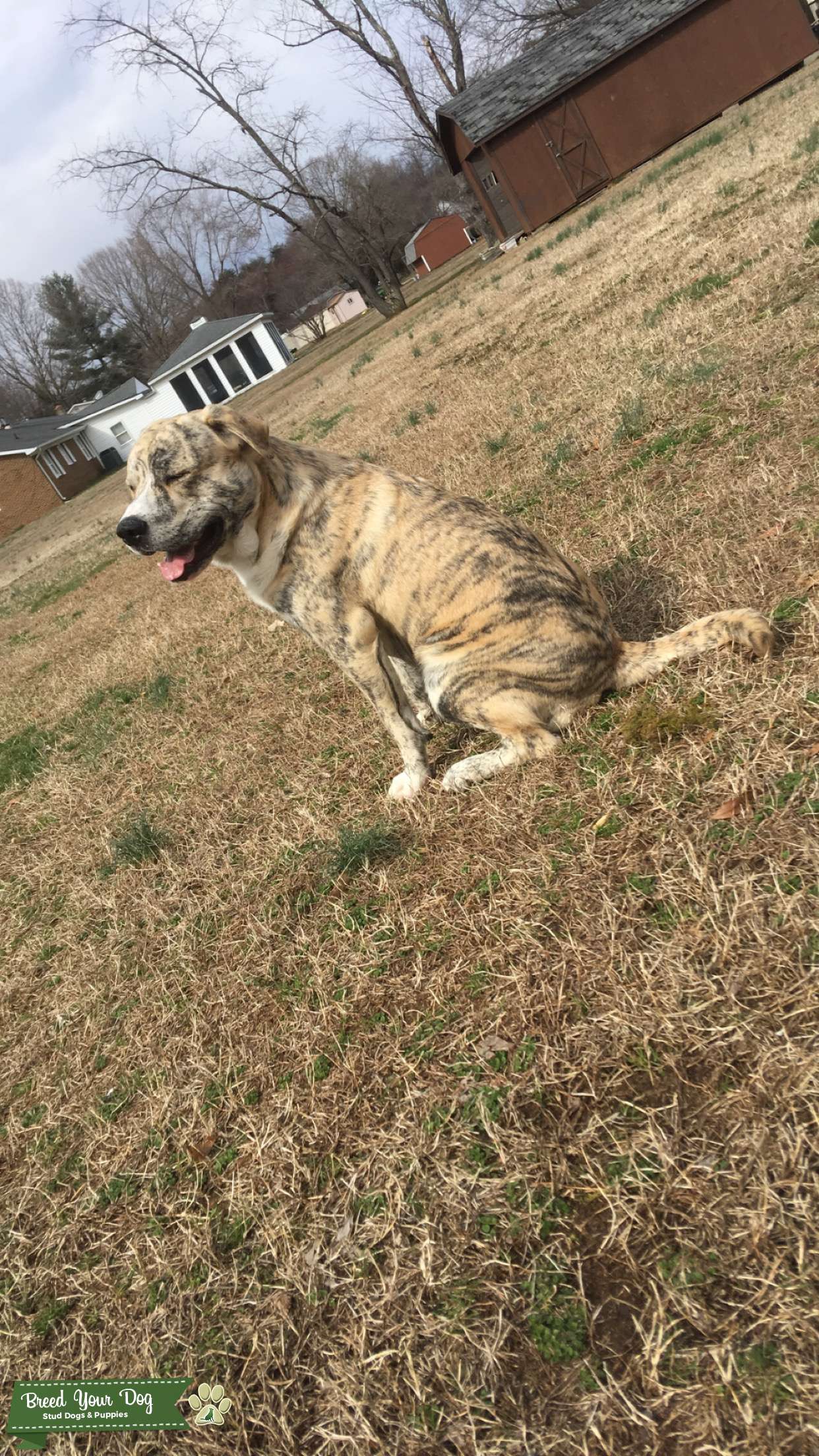Looking for Female (Great Pyrenees & Pitbull mix) - Stud Dog in ...