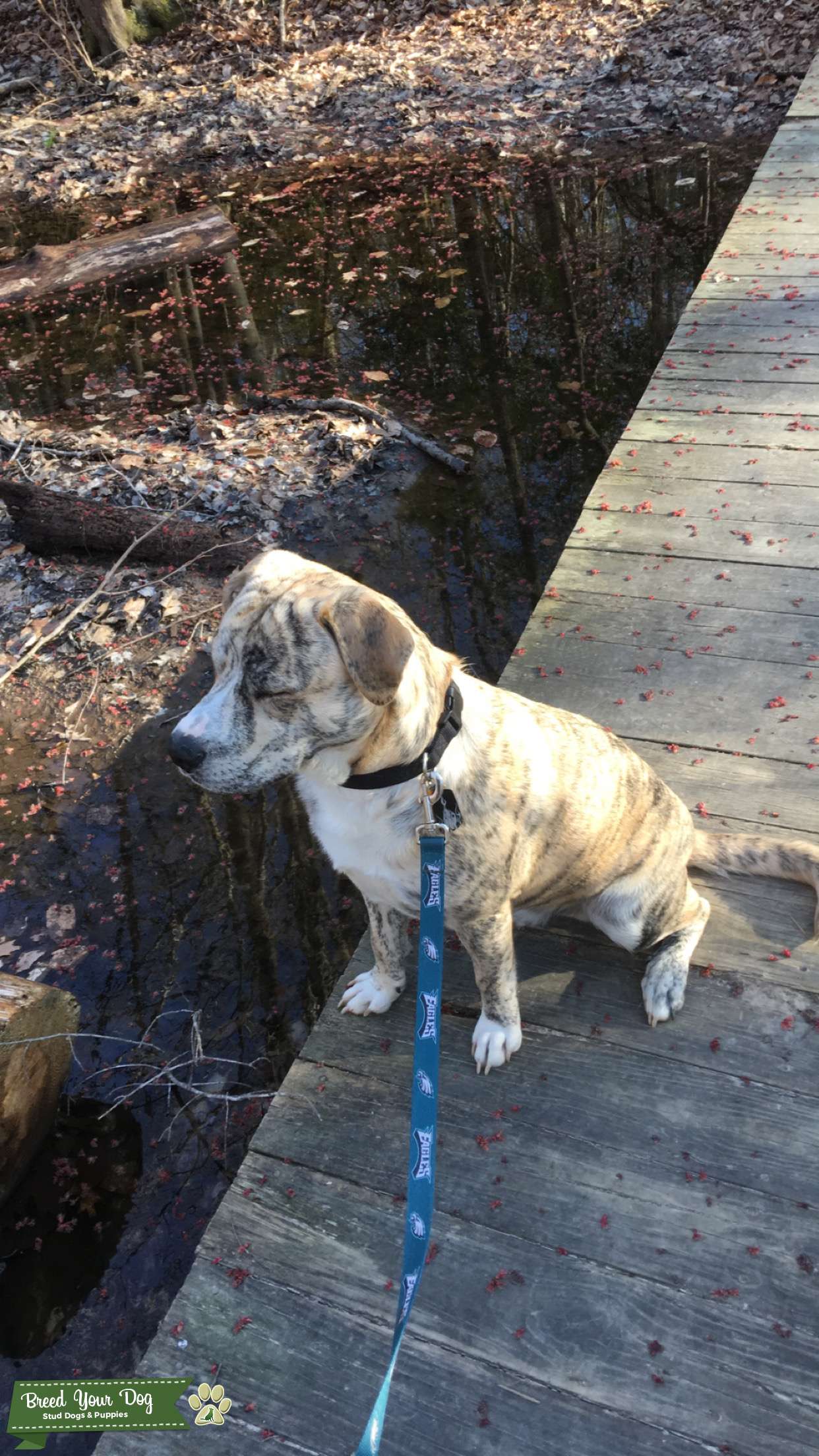 Looking for Female (Great Pyrenees & Pitbull mix) - Stud Dog in ...
