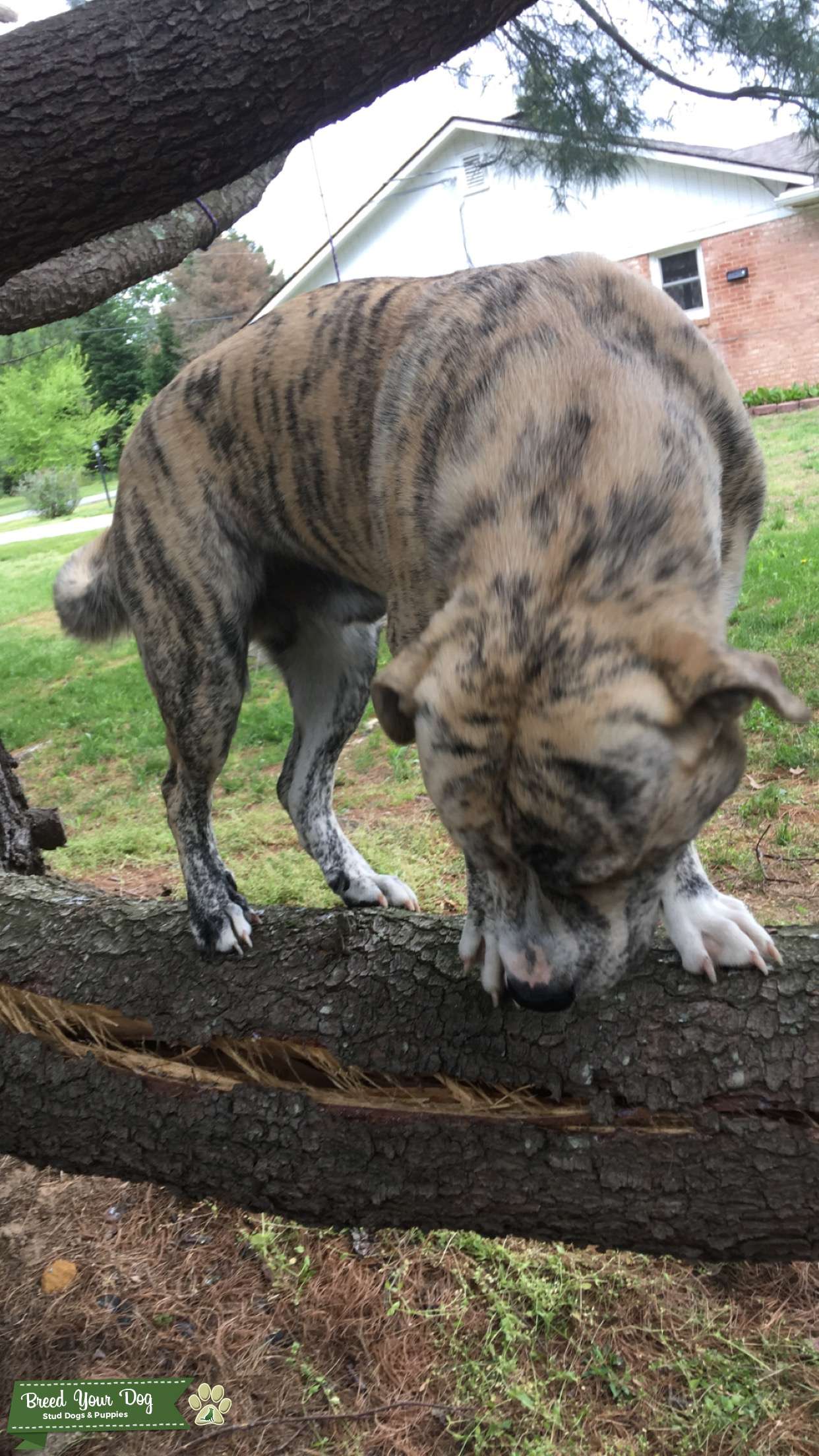 Looking for Female (Great Pyrenees & Pitbull mix) - Stud Dog in ...