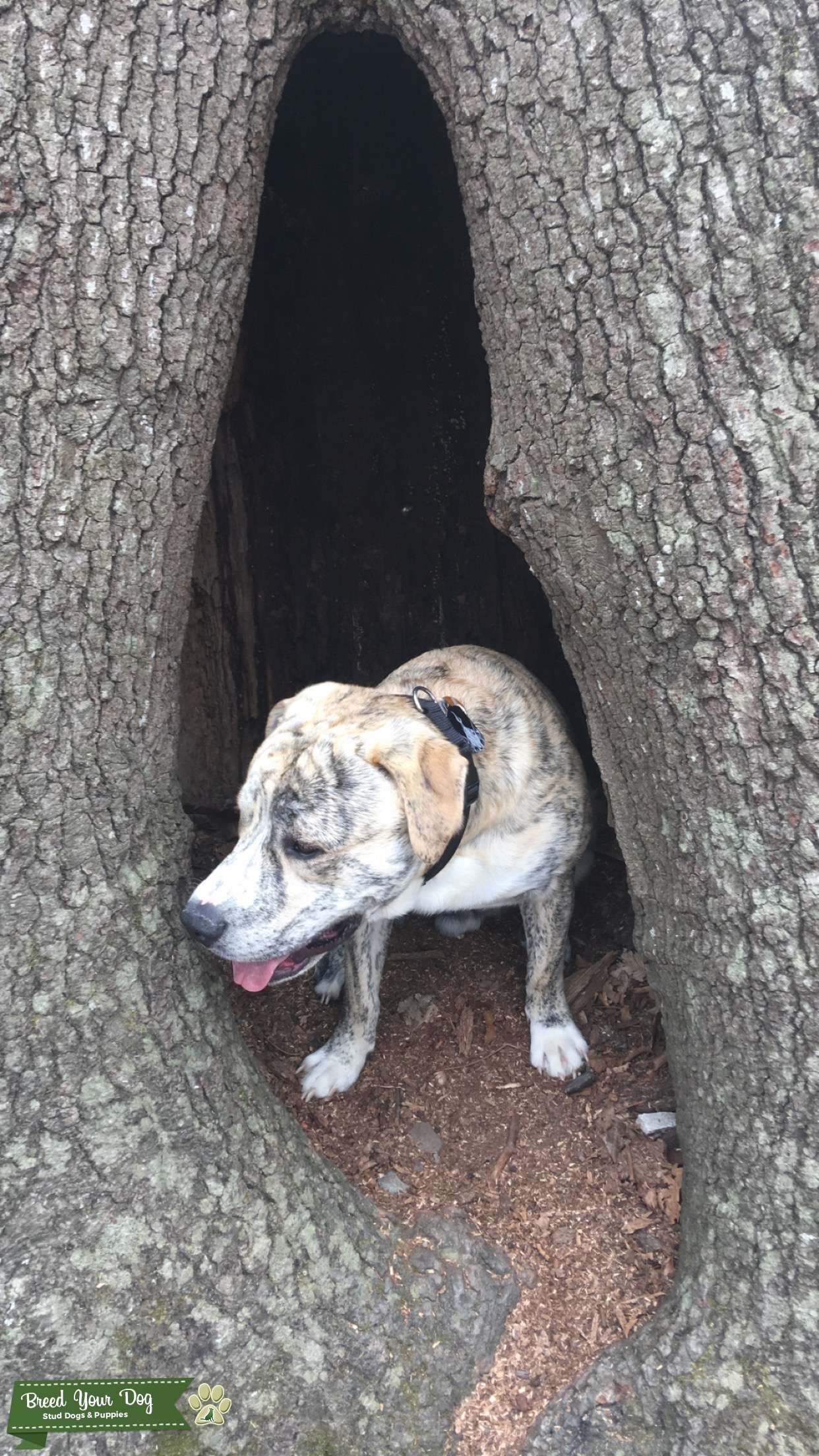 Looking for Female (Great Pyrenees & Pitbull mix) - Stud Dog in ...