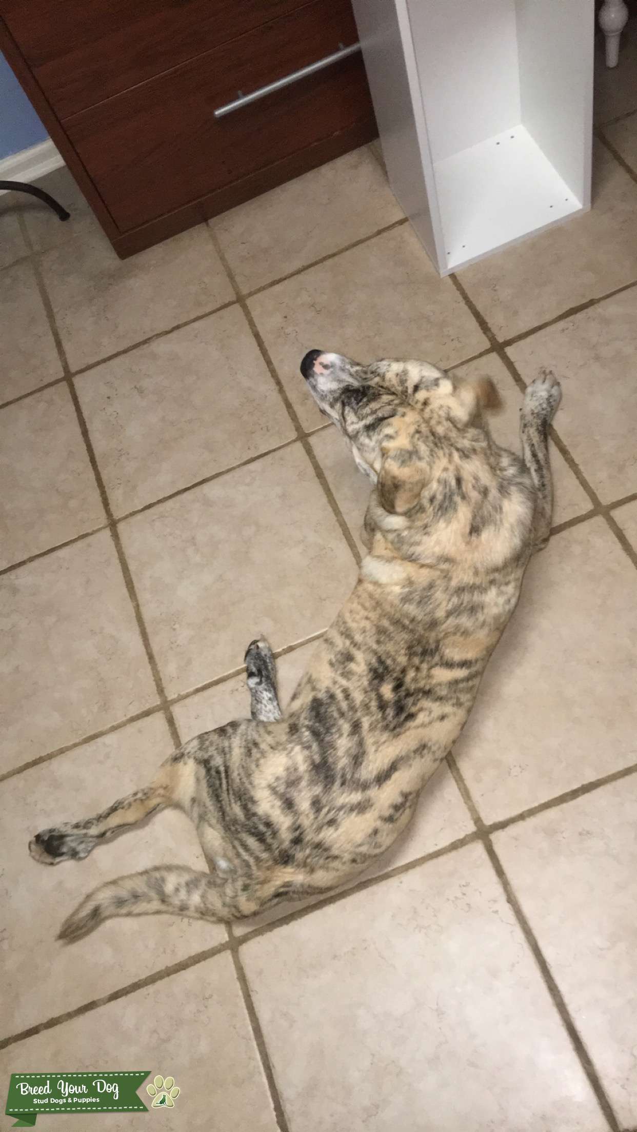 Looking for Female (Great Pyrenees & Pitbull mix) - Stud Dog in ...