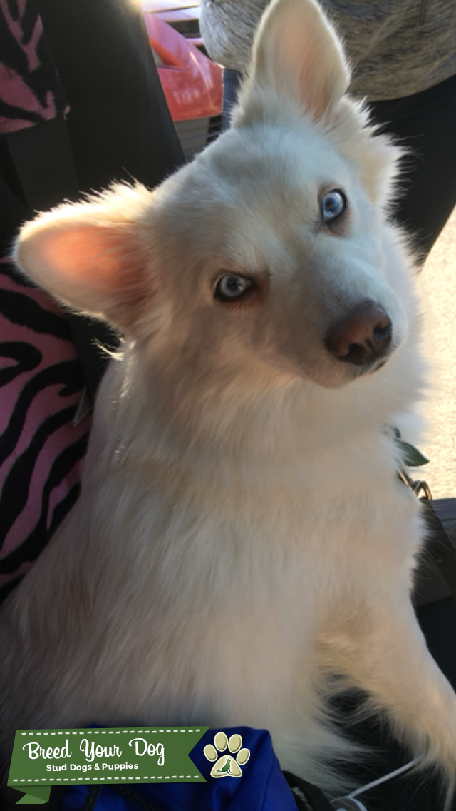 White blue eyes Pomsky - Stud Dog in Massachusetts , the United States ...