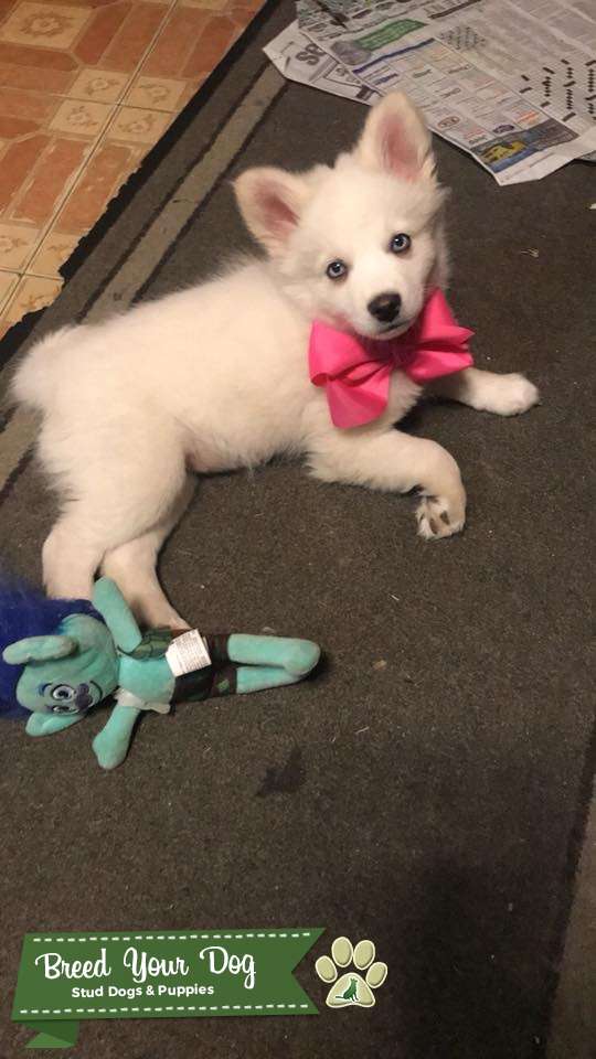 White blue eyes Pomsky - Stud Dog in Massachusetts , the United States ...