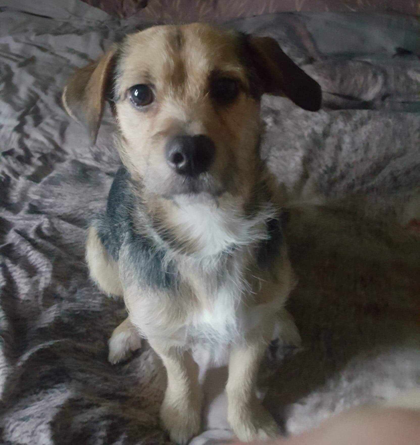 Super cute Jack Russel X Shih Tzu (Jack Tzu) for Stud Manchester - Stud ...