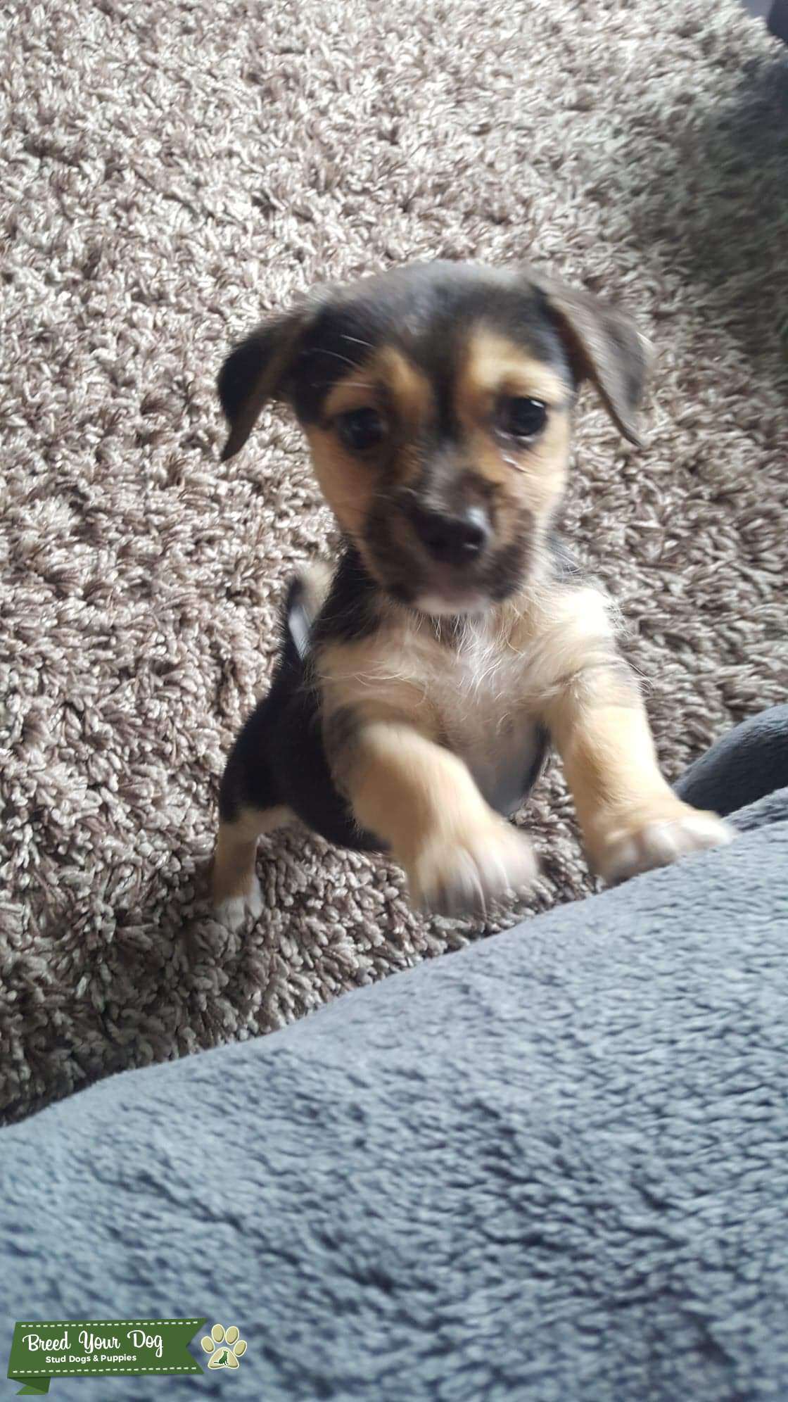 Super cute Jack Russel X Shih Tzu (Jack Tzu) for Stud Manchester - Stud ...