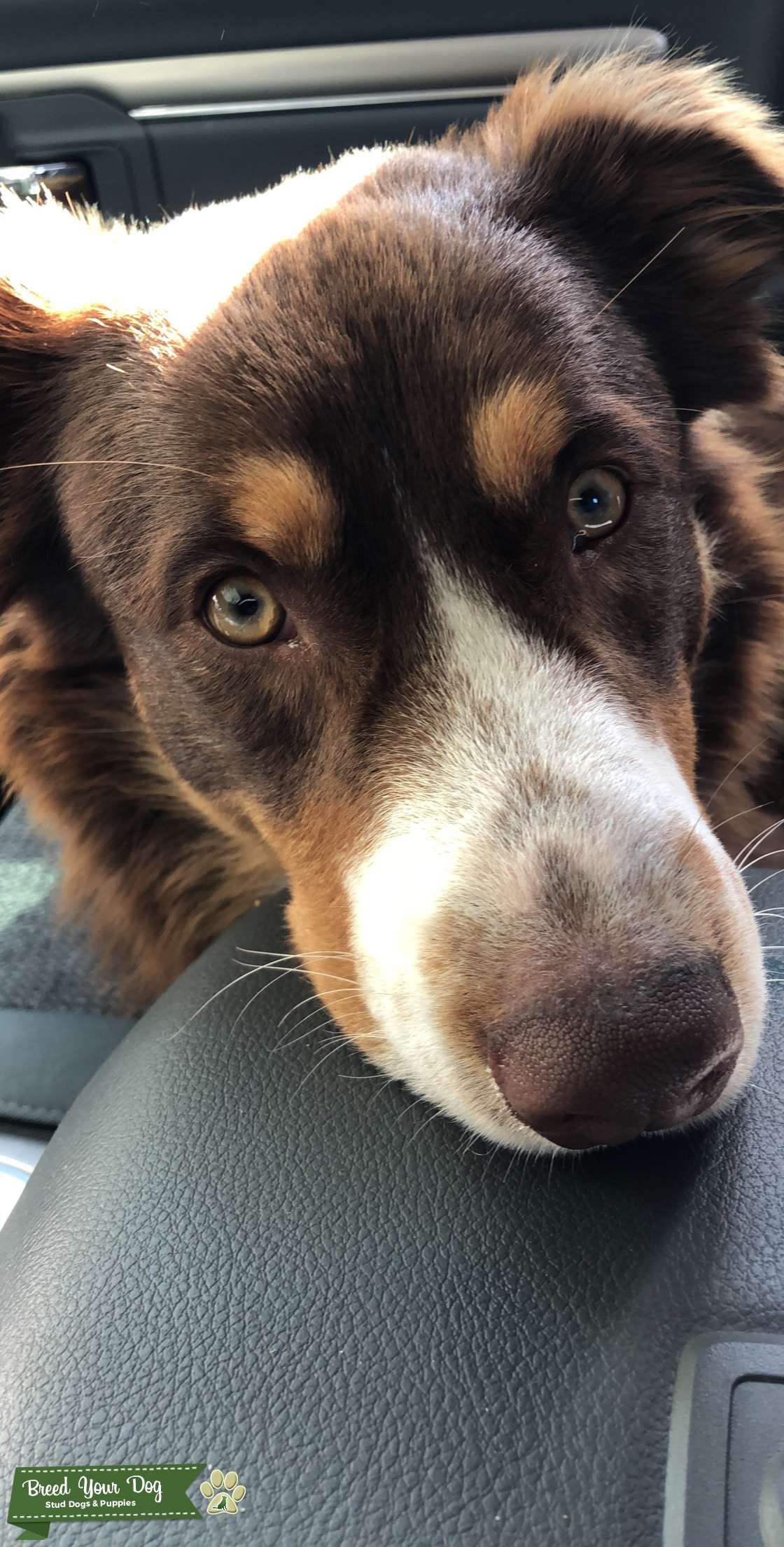 Male Red-Tri Australian Shepherd - Stud Dog in Mid west, the United ...