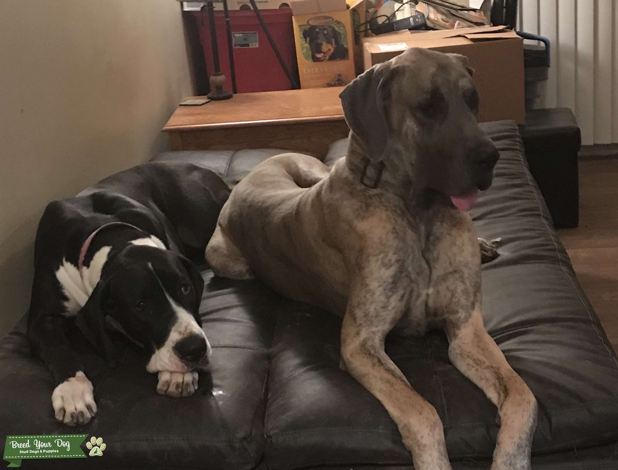 Great Dane for Stud - Stud Dog in Kentucky, the United States | Breed ...