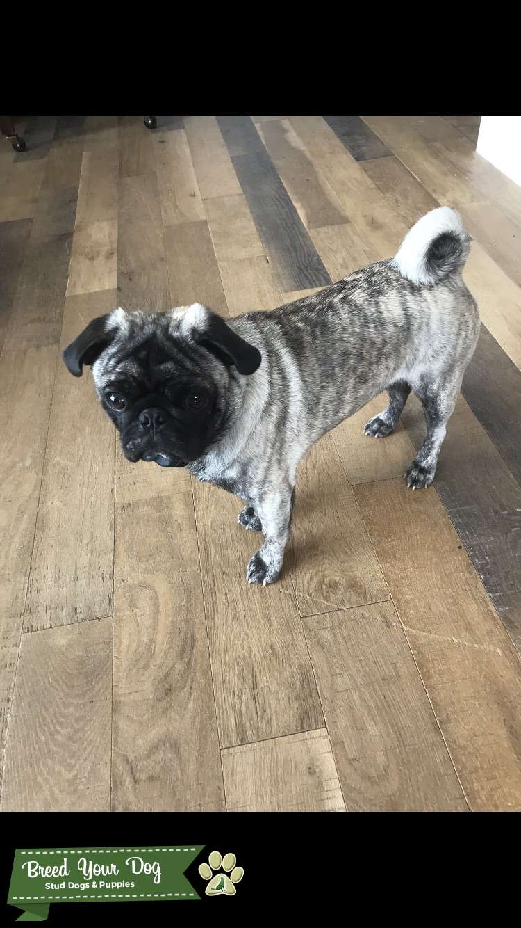 Pure Bred Brindle Pug - Stud Dog in Colorado, the United States | Breed ...