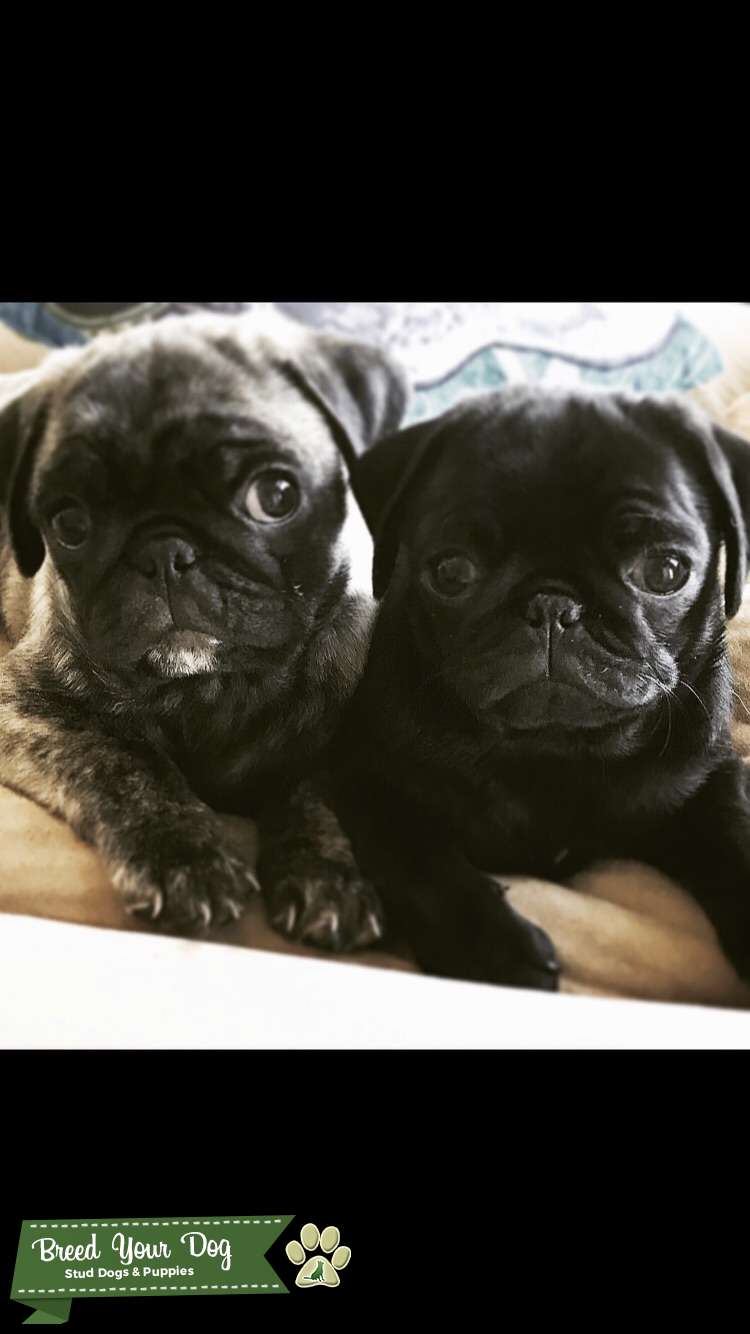 Pure Bred Brindle Pug - Stud Dog in Colorado, the United States | Breed ...