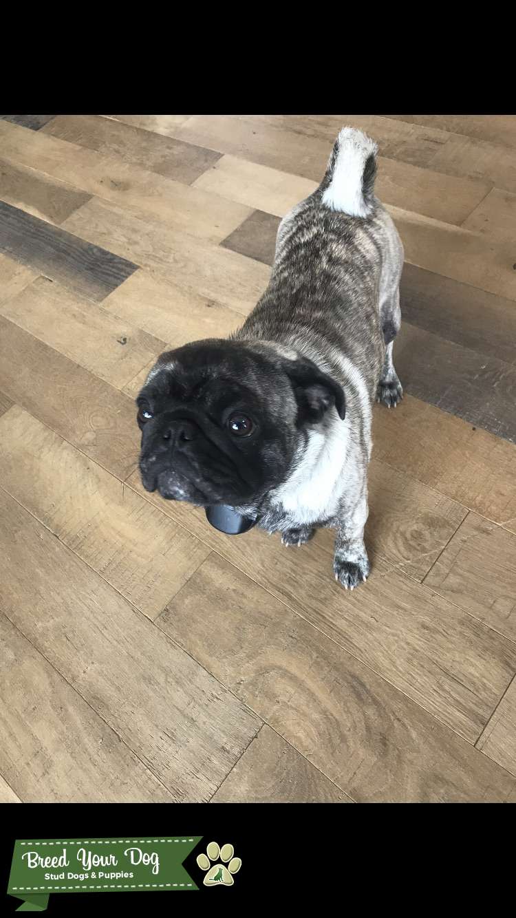 Pure Bred Brindle Pug - Stud Dog in Colorado, the United States | Breed ...