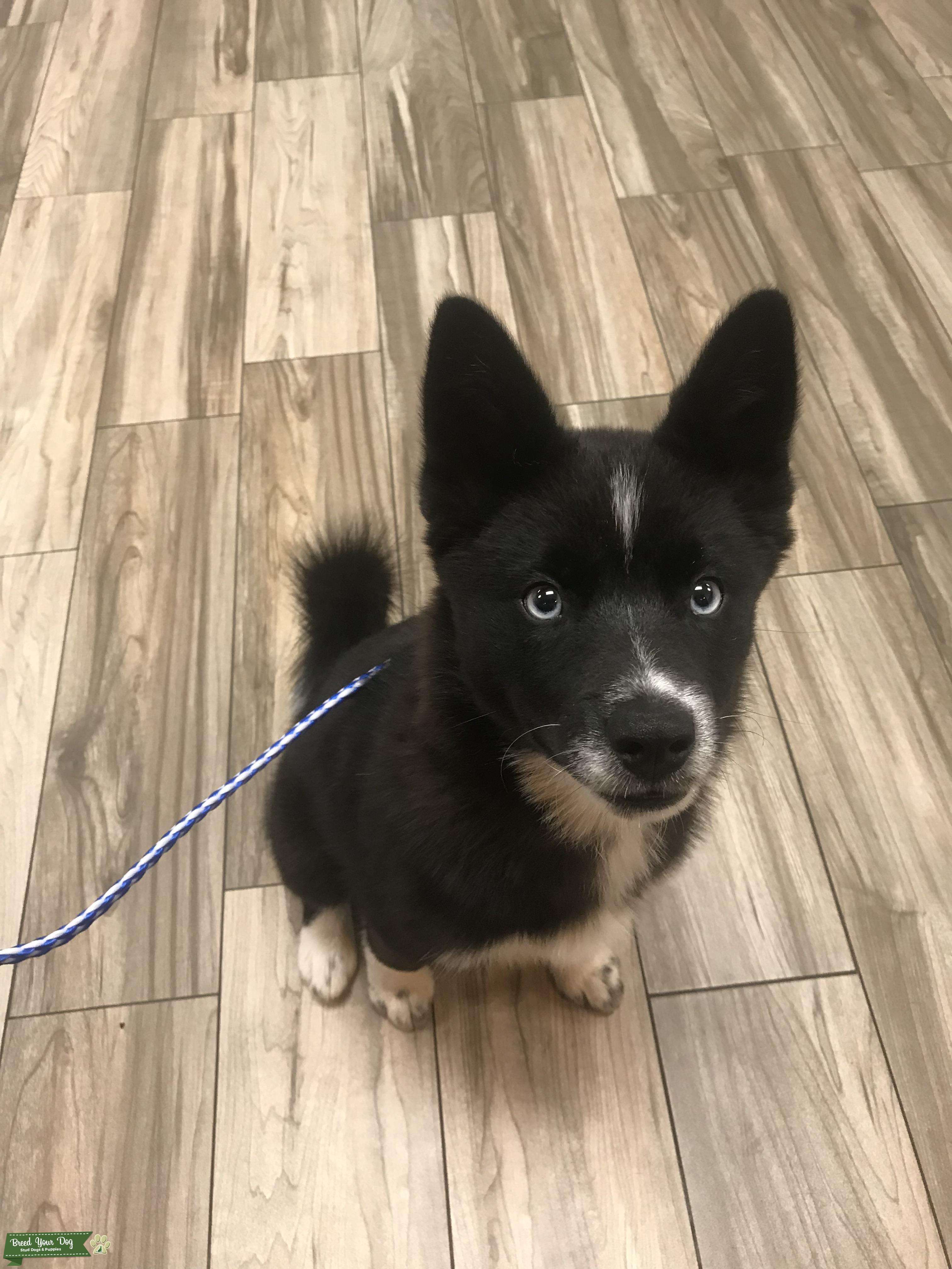 Black and white blue eyed pomsky - Stud Dog in Utah, the United States ...