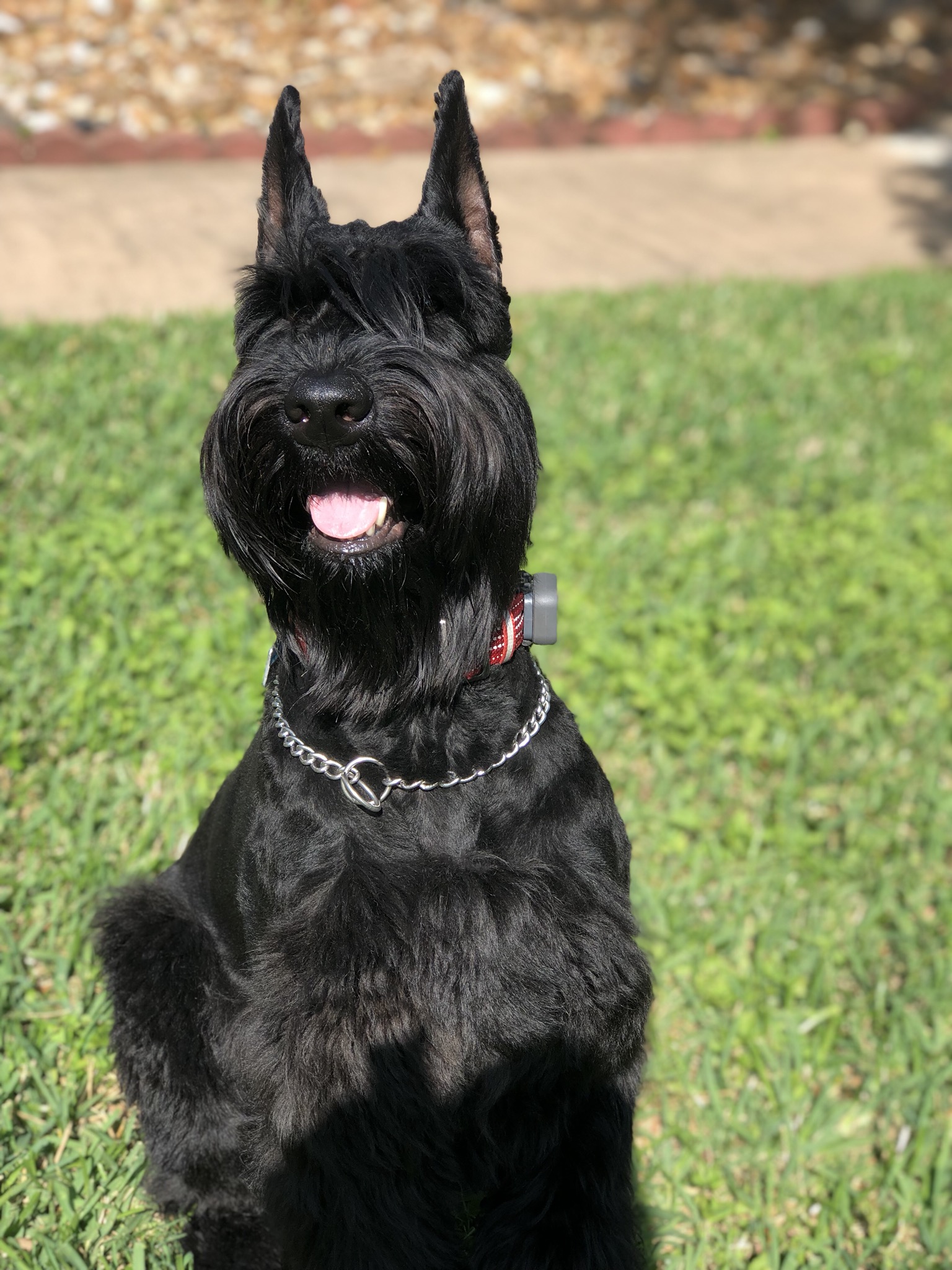 Giant Schnauzer - Stud Dog in Texas, United States | Breed Your Dog