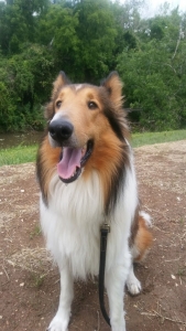 Rough Collie Stud Dogs Available Now - Breed Your Dog