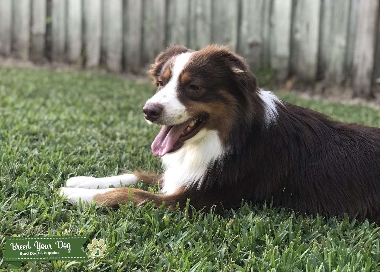 Mini Aussie Stud - Stud Dog in Tampa, Florida, United States | Breed ...