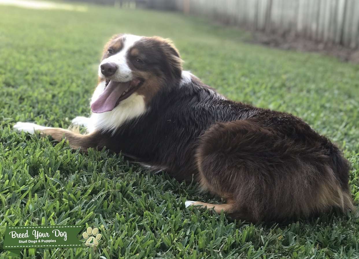 Mini Aussie Stud - Stud Dog in Tampa, Florida, United States | Breed ...