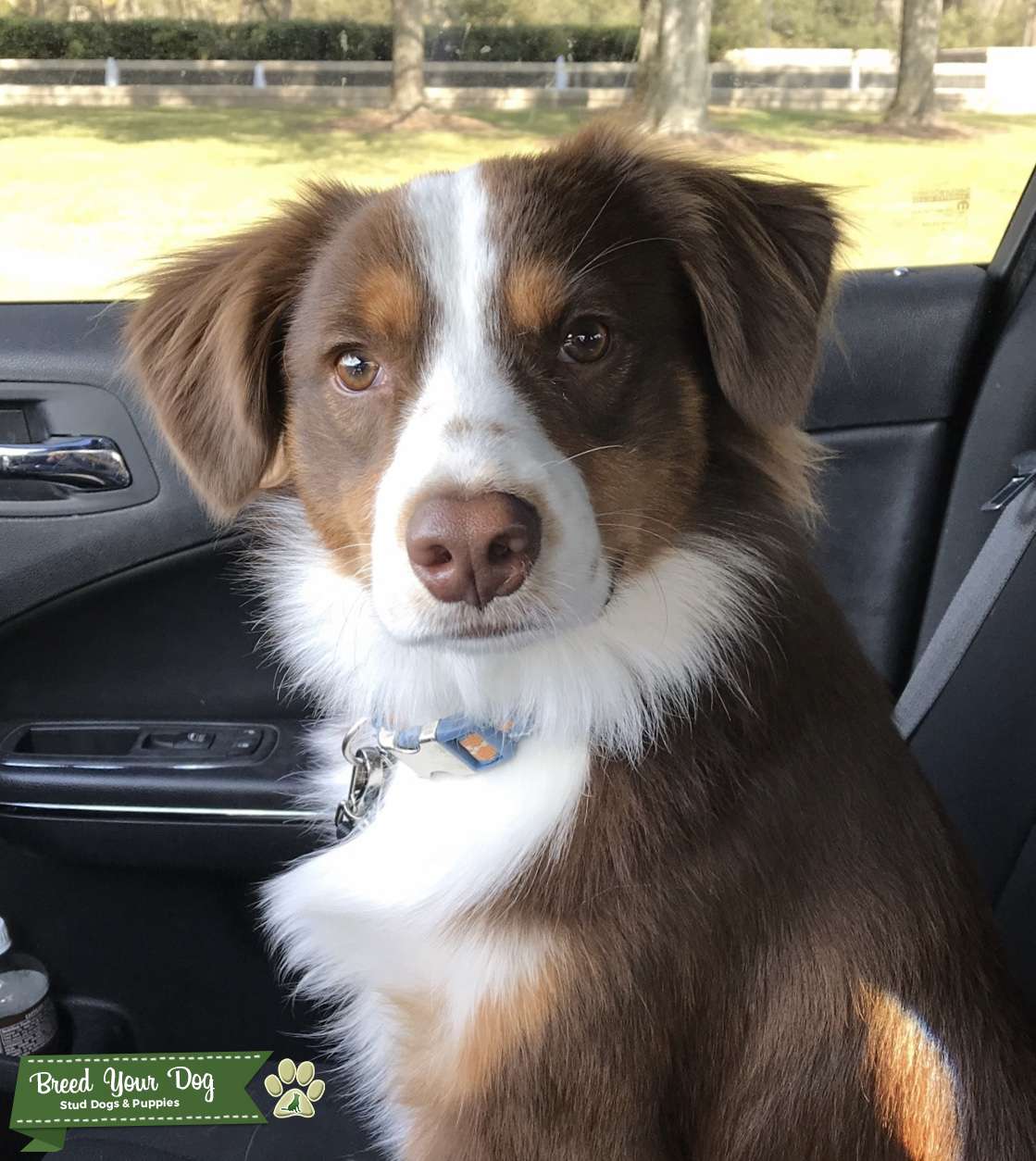Mini Aussie Stud - Stud Dog in Tampa, Florida, the United States ...