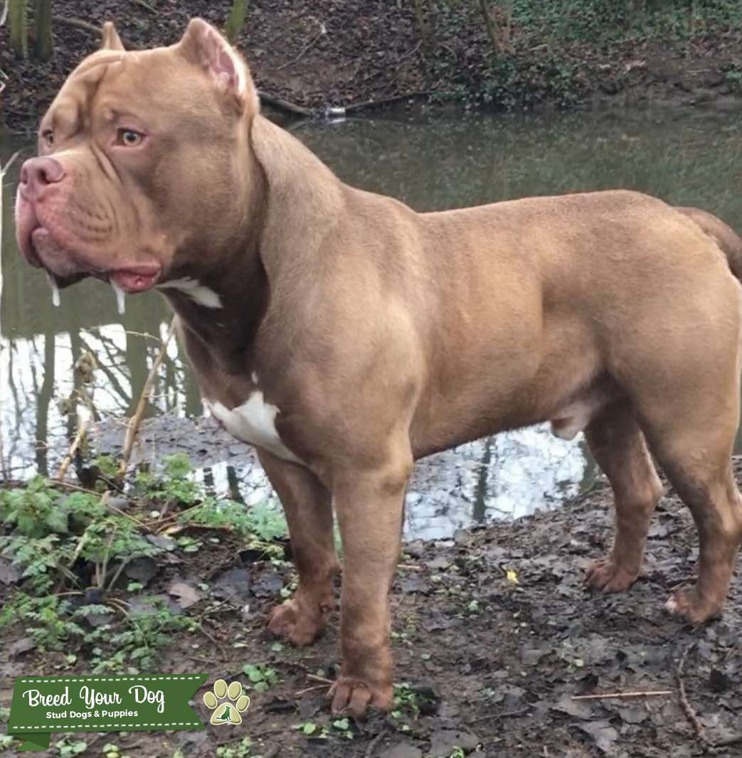 Chocolate American bully for stud - Stud Dog in Midlands , the United ...