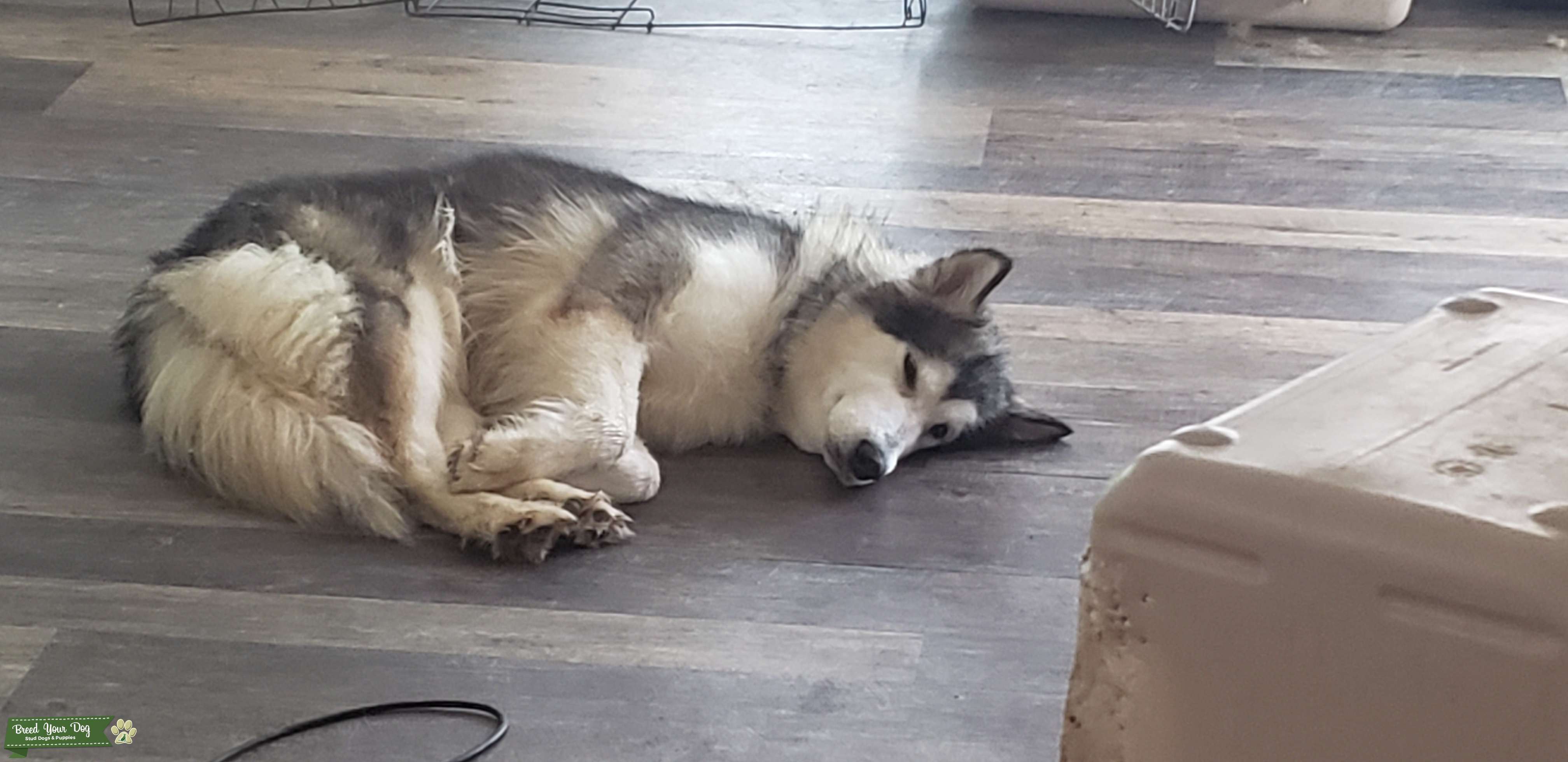 Sable Alaskan Malamute - Stud Dog Olean - Breed Your Dog