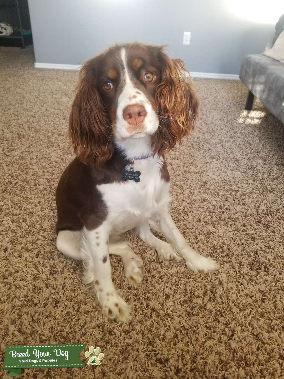 Tri Color English Springer Spaniel