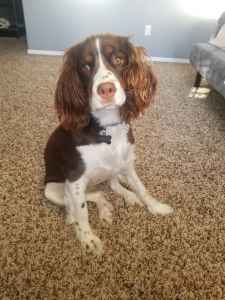 Tri Colored Springer Spaniel - Stud Dog in Utah, the United States ...