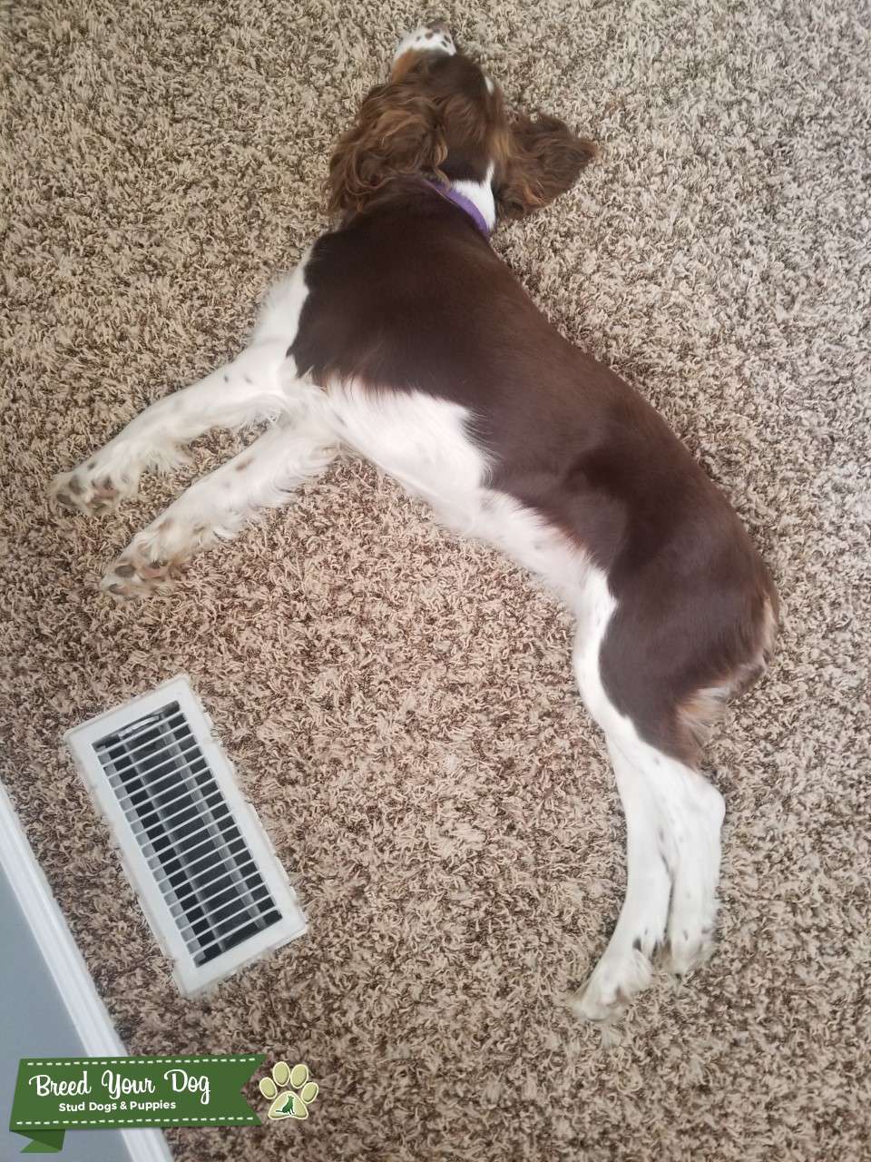 Tri Colored Springer Spaniel - Stud Dog in Utah, the United States ...