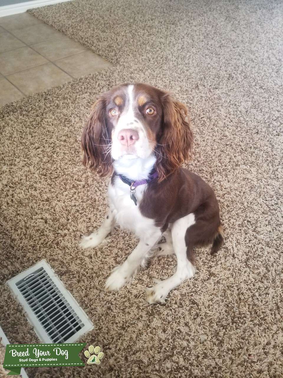 Tri Colored Springer Spaniel - Stud Dog in Utah, the United States ...