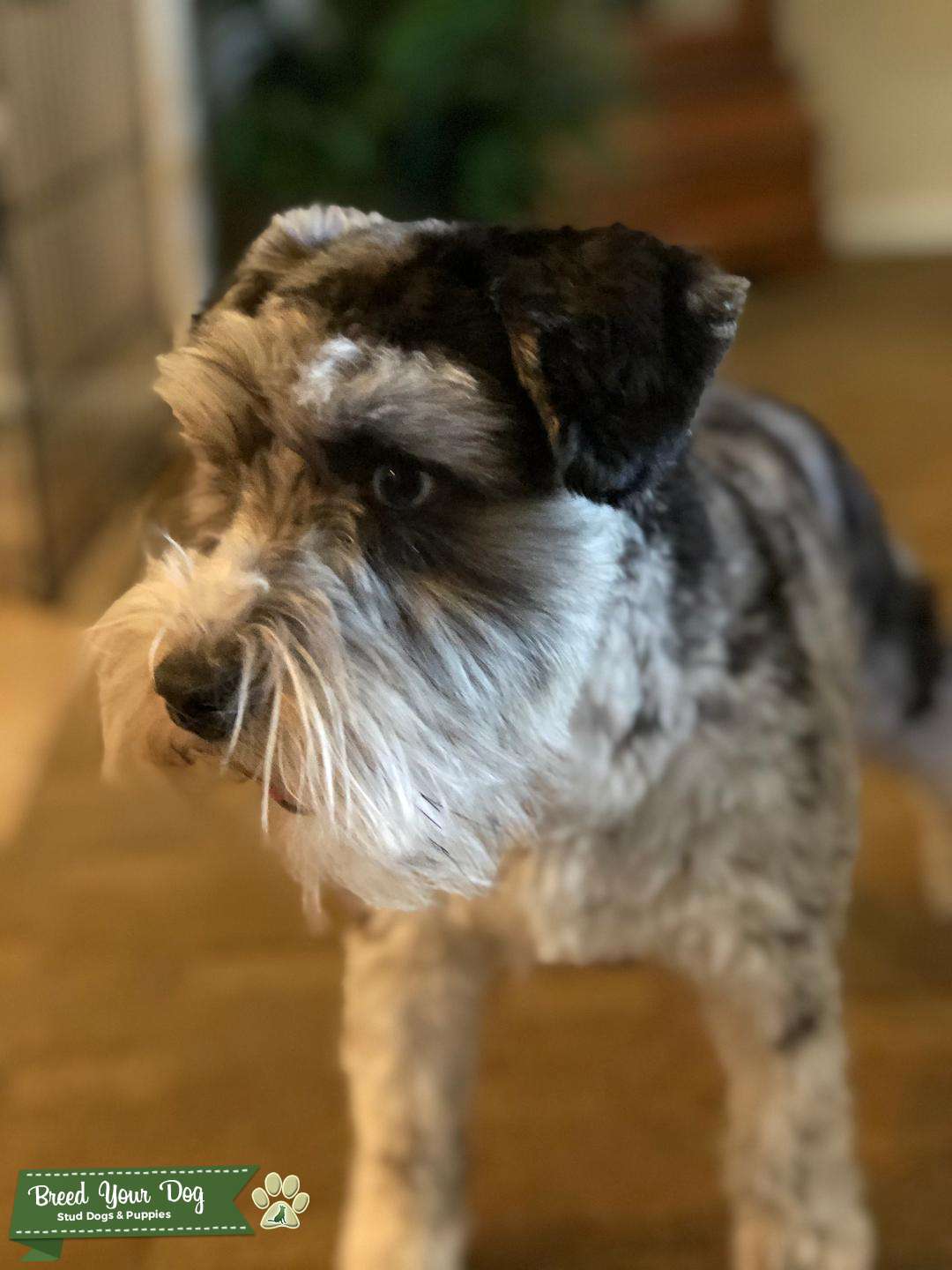 Blue Eyed Merle Miniature Schnauzer - Stud Dog in Southern California ...