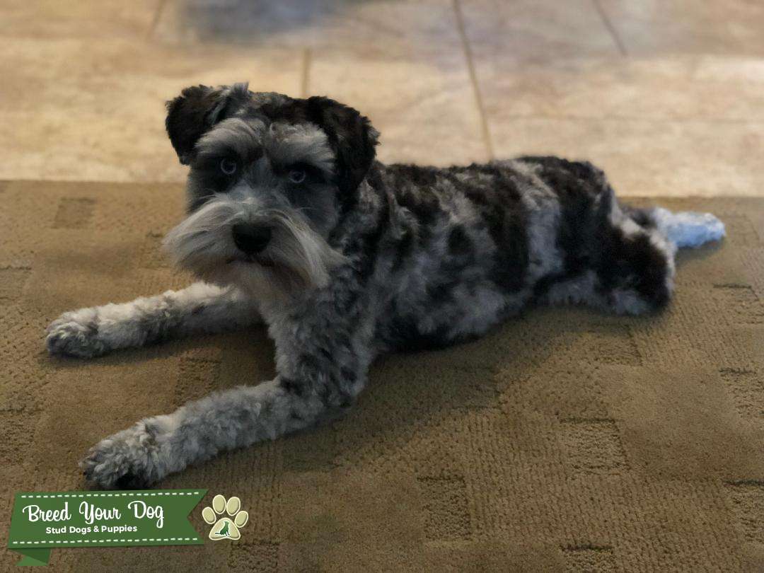 Blue Eyed Merle Miniature Schnauzer - Stud Dog in Southern California ...