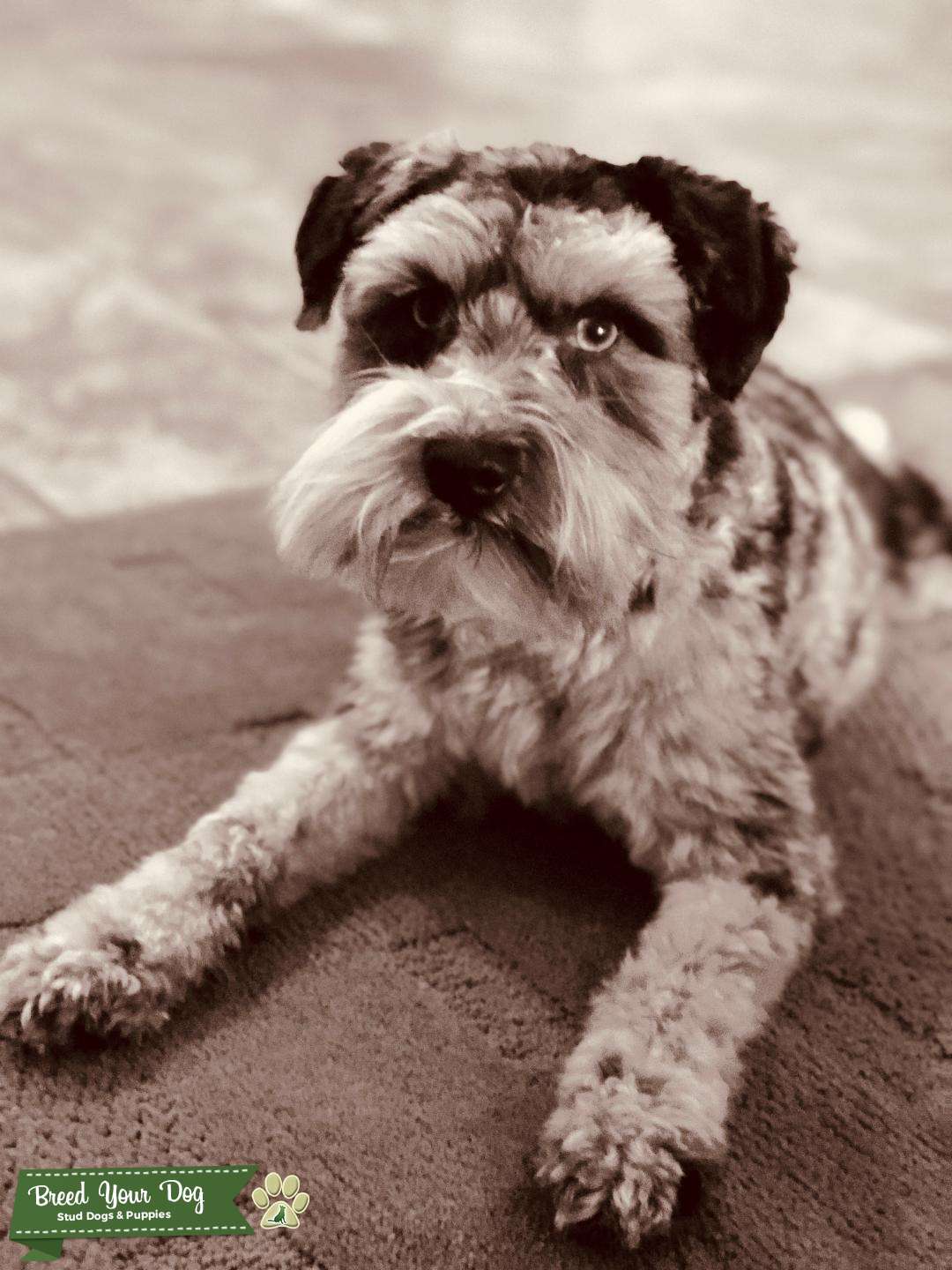 Blue Eyed Merle Miniature Schnauzer - Stud Dog in Southern California ...