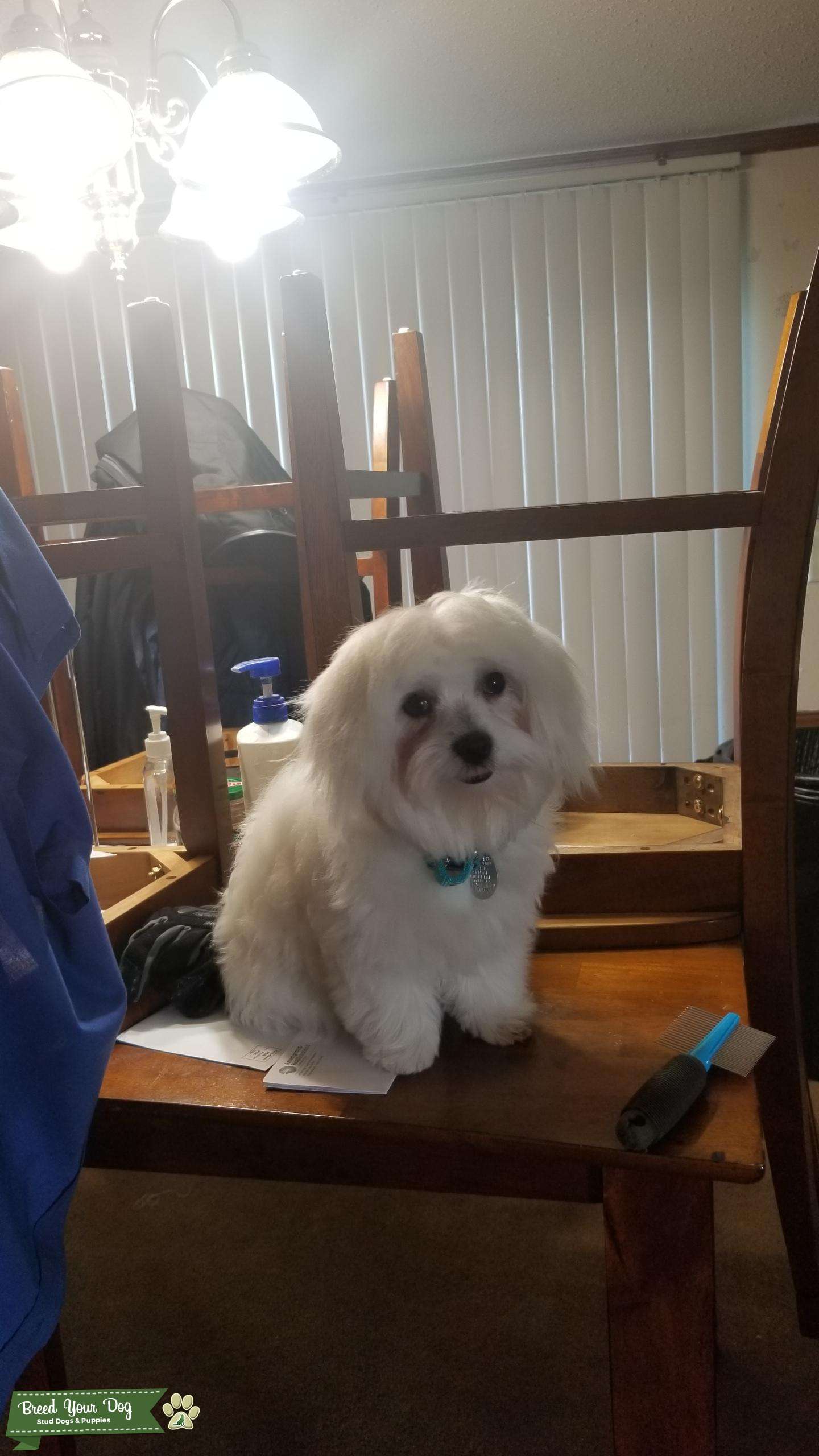 White Female Maltese - Stud Dog in Athens, Ga, the United States ...
