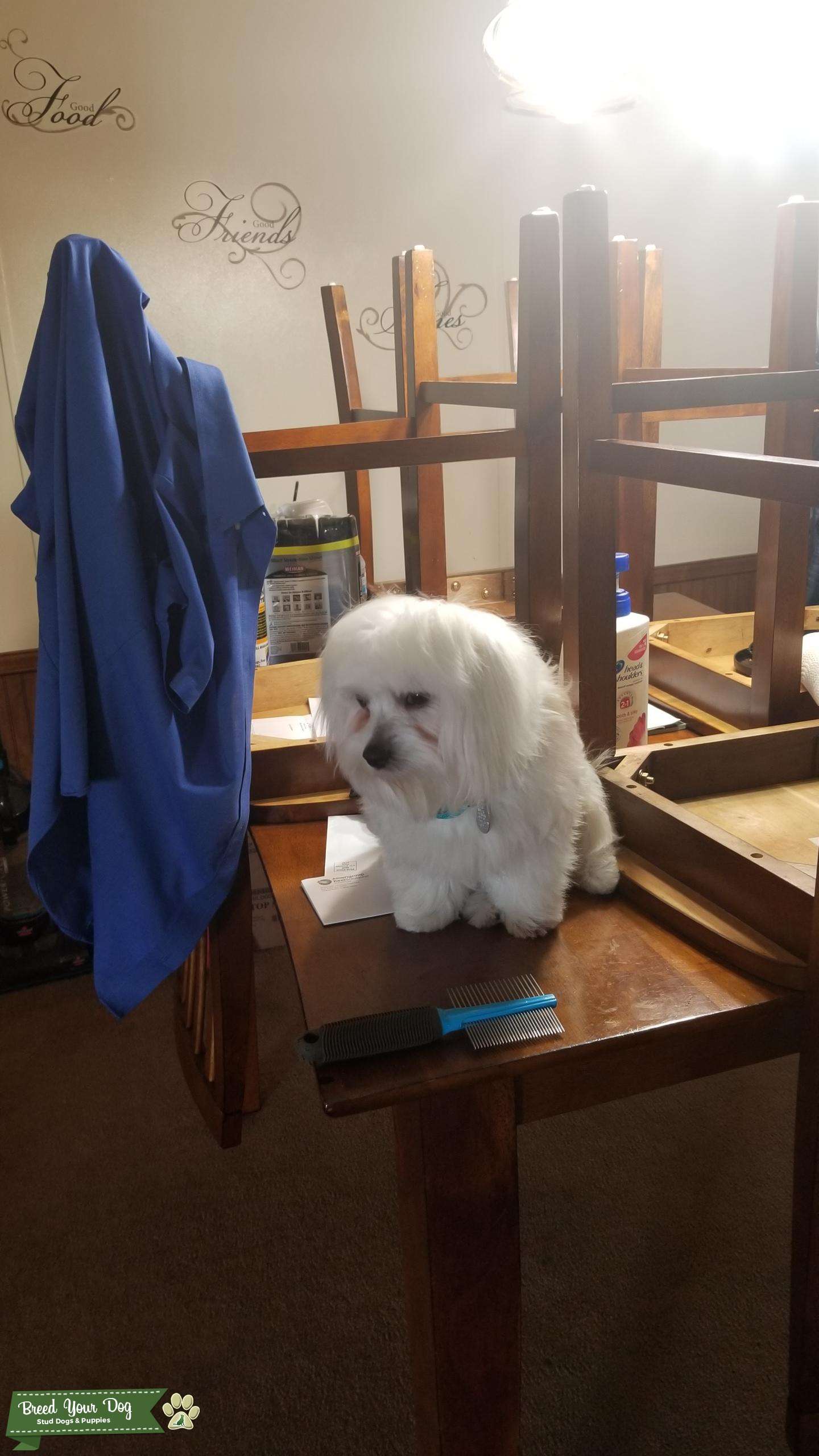 White Female Maltese - Stud Dog in Athens, Ga, the United States ...