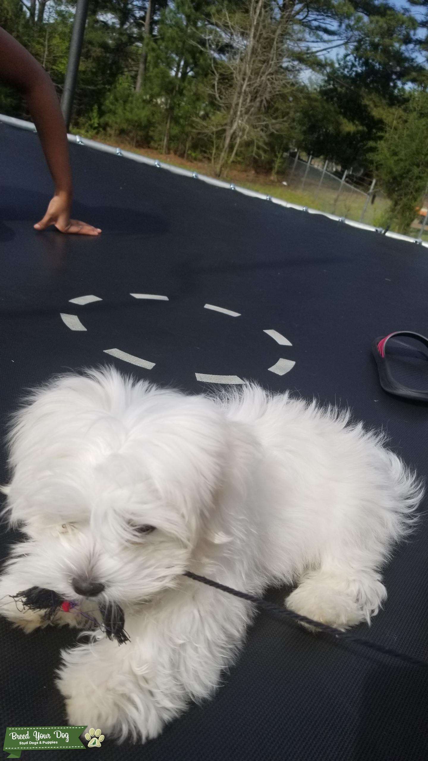 White Female Maltese - Stud Dog in Athens, Ga, the United States ...