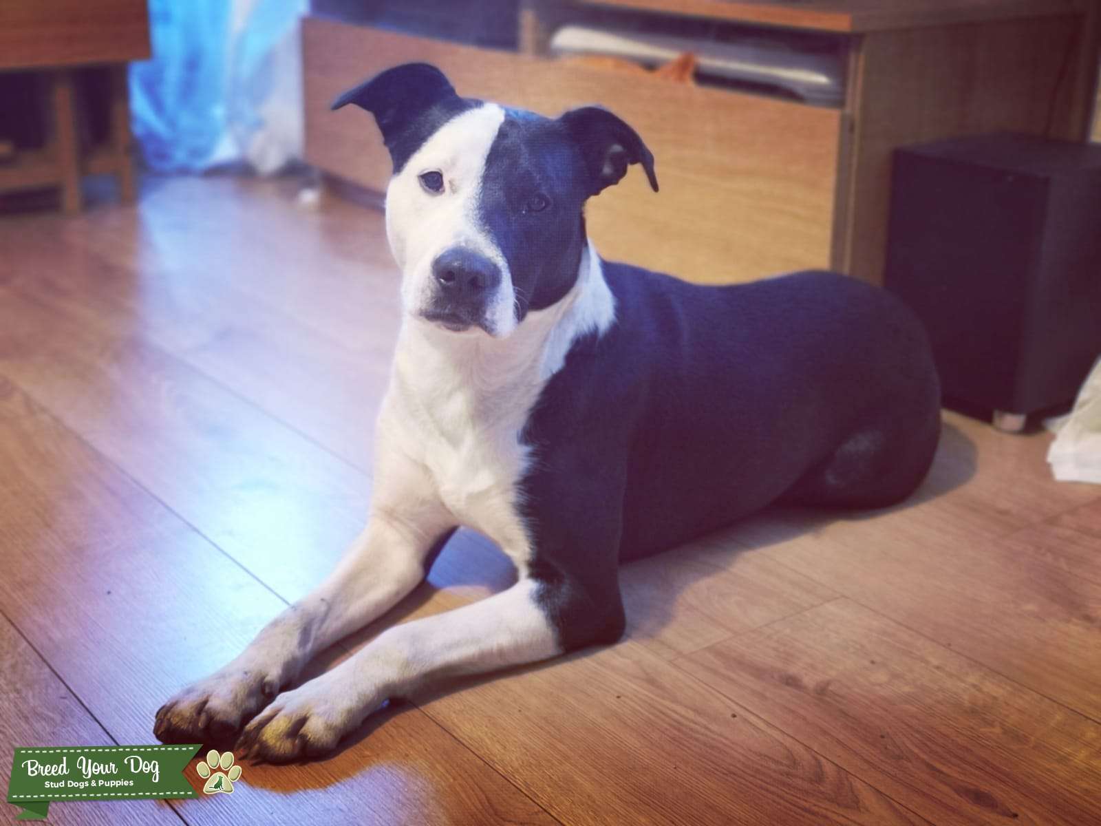 Staffy/Collie Boy 2 years old - Stud Dog in London, the United States ...