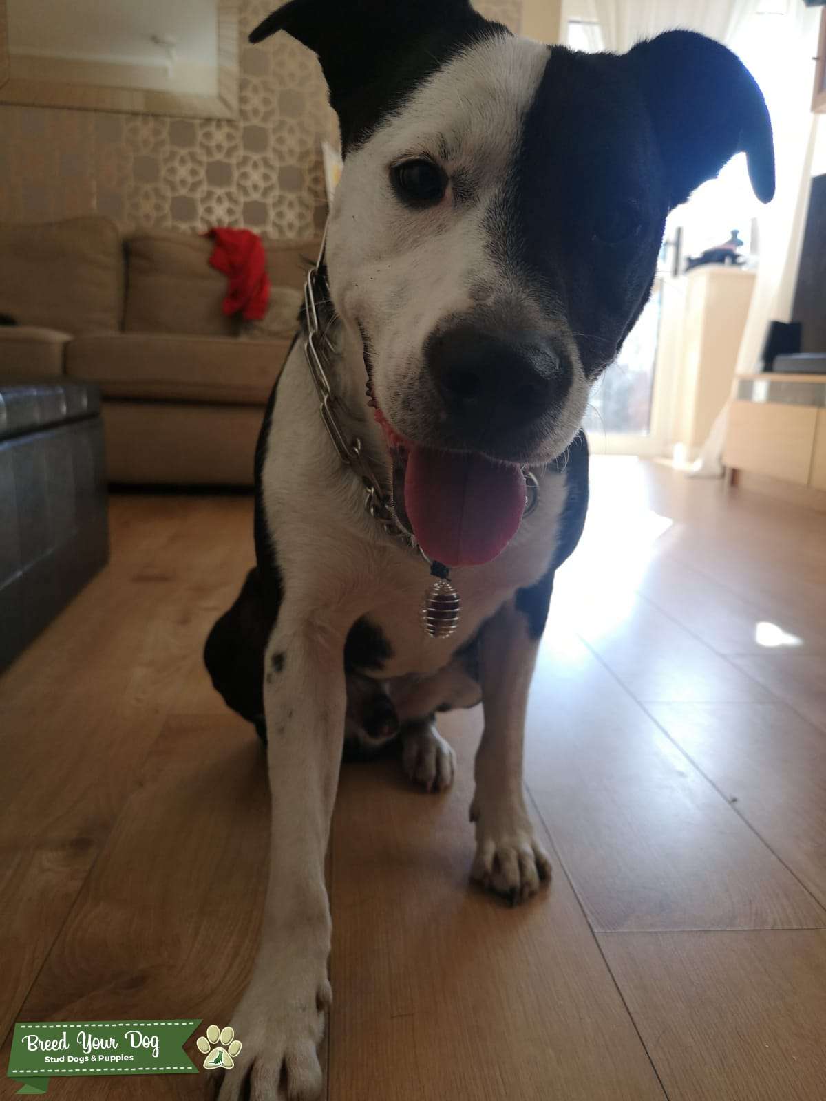 Staffy/Collie Boy 2 years old - Stud Dog in London, the United States ...