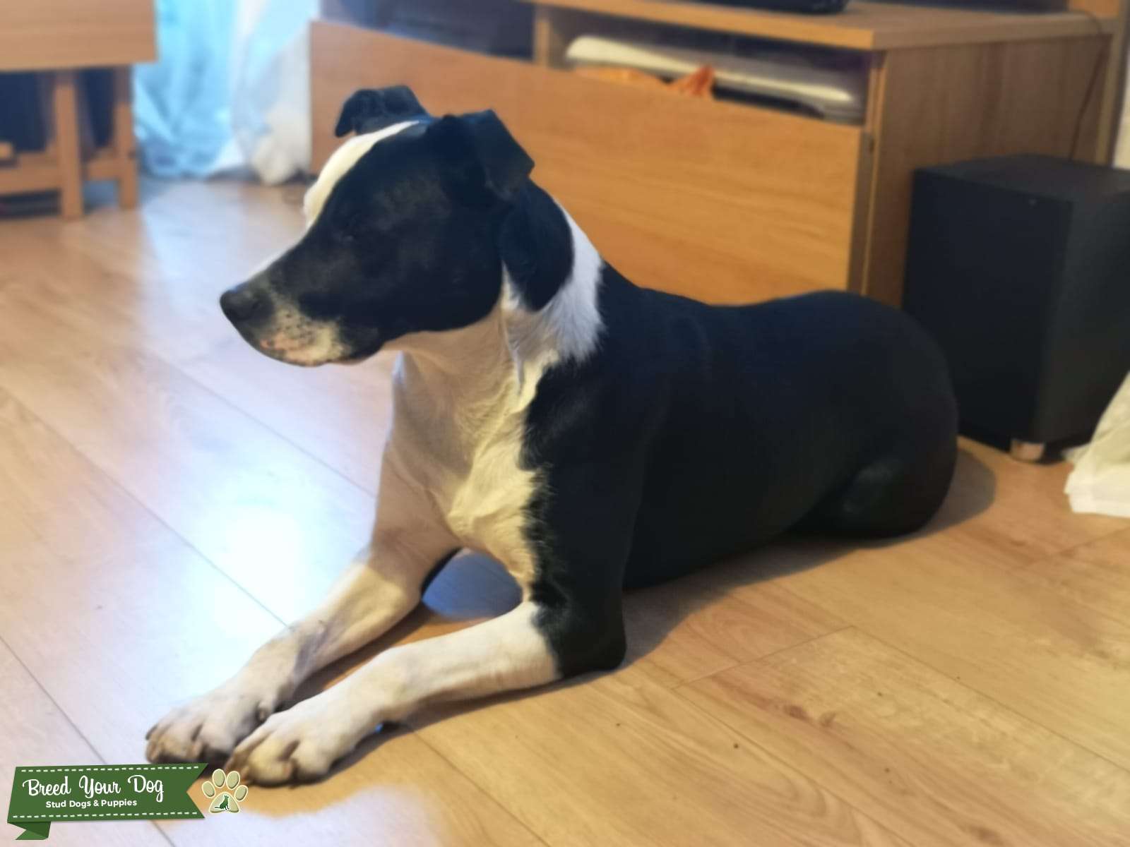 Staffy/Collie Boy 2 years old - Stud Dog in London, the United States ...