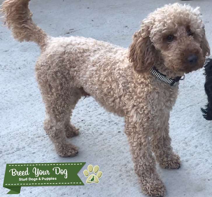 Very well proven miniature poodle - Stud Dog in Norwich, the United ...